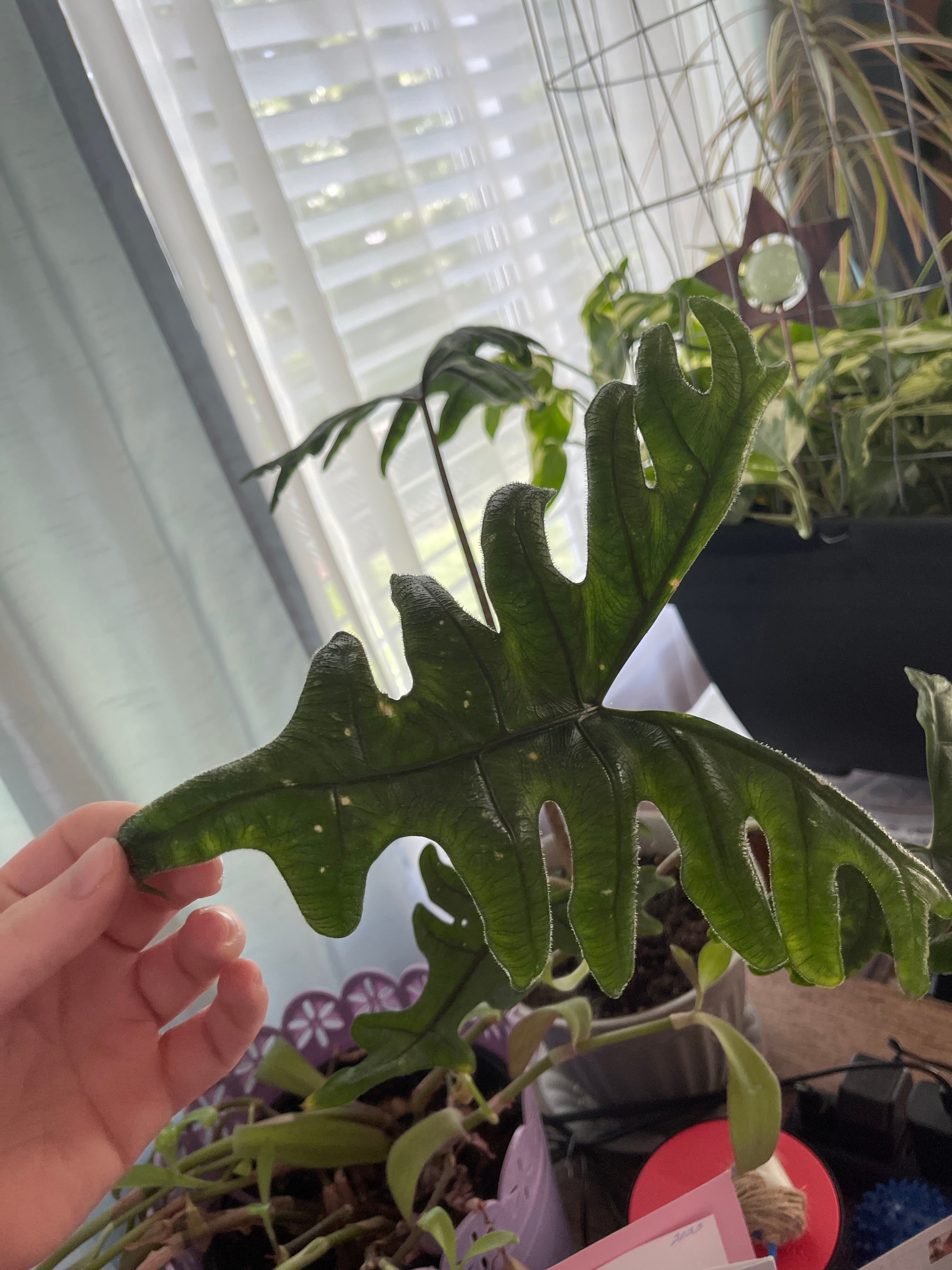 Help!! Is this normal for this type of plant?