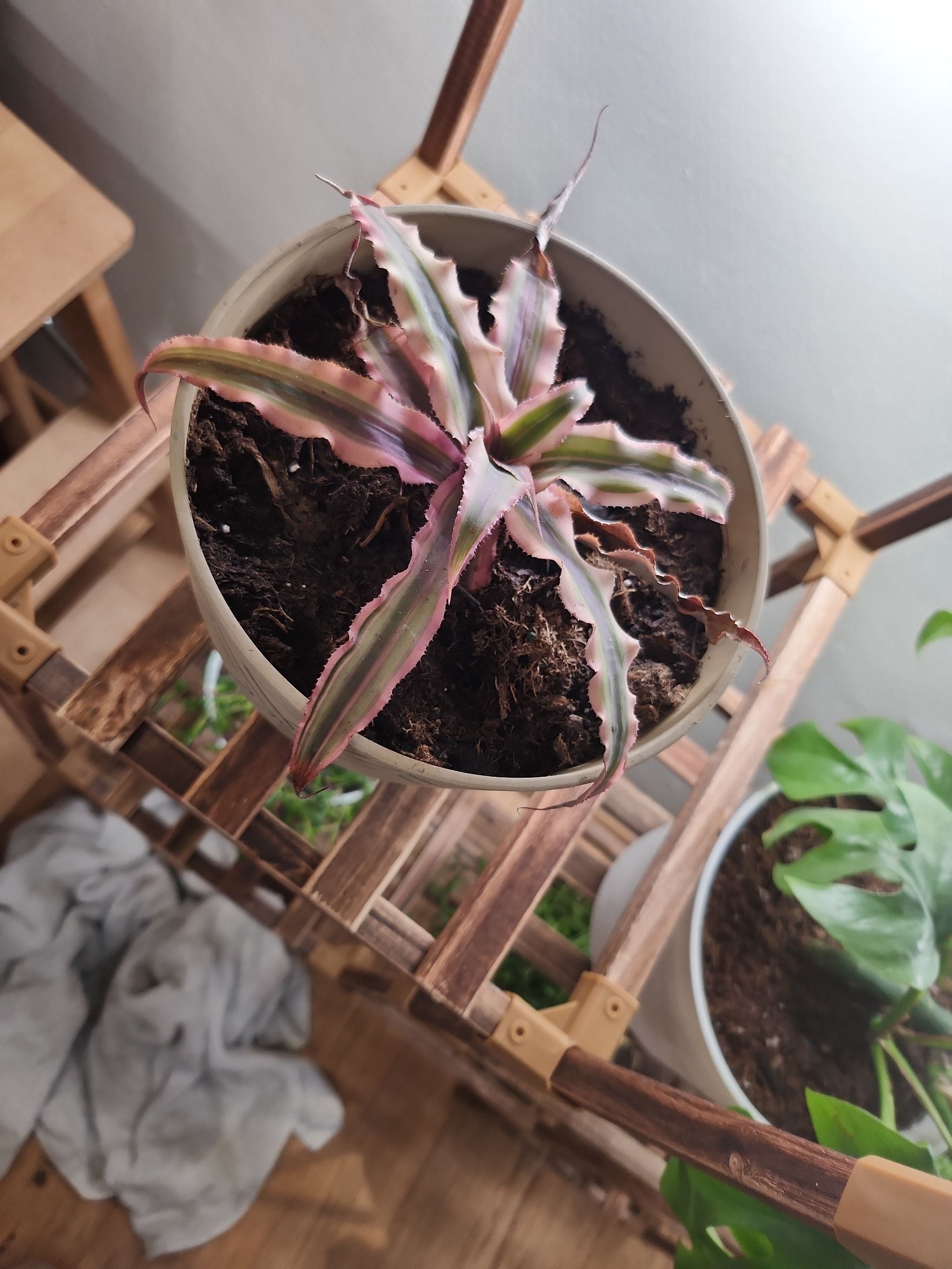 The Complete Red Star Plant Care Guide: Water, Light & Beyond