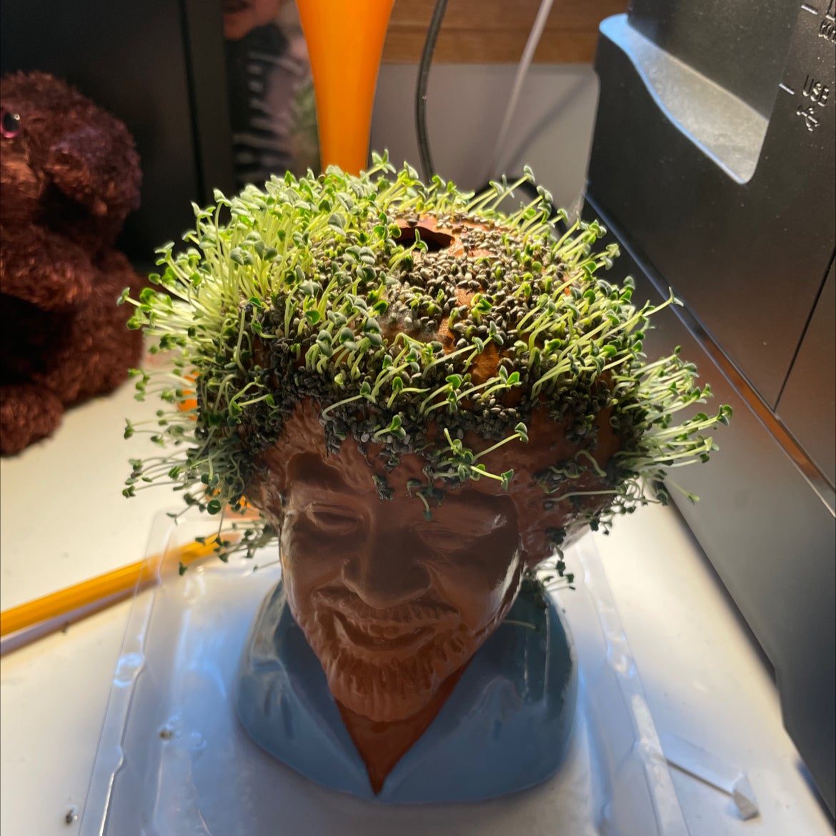 Common Chia Problems