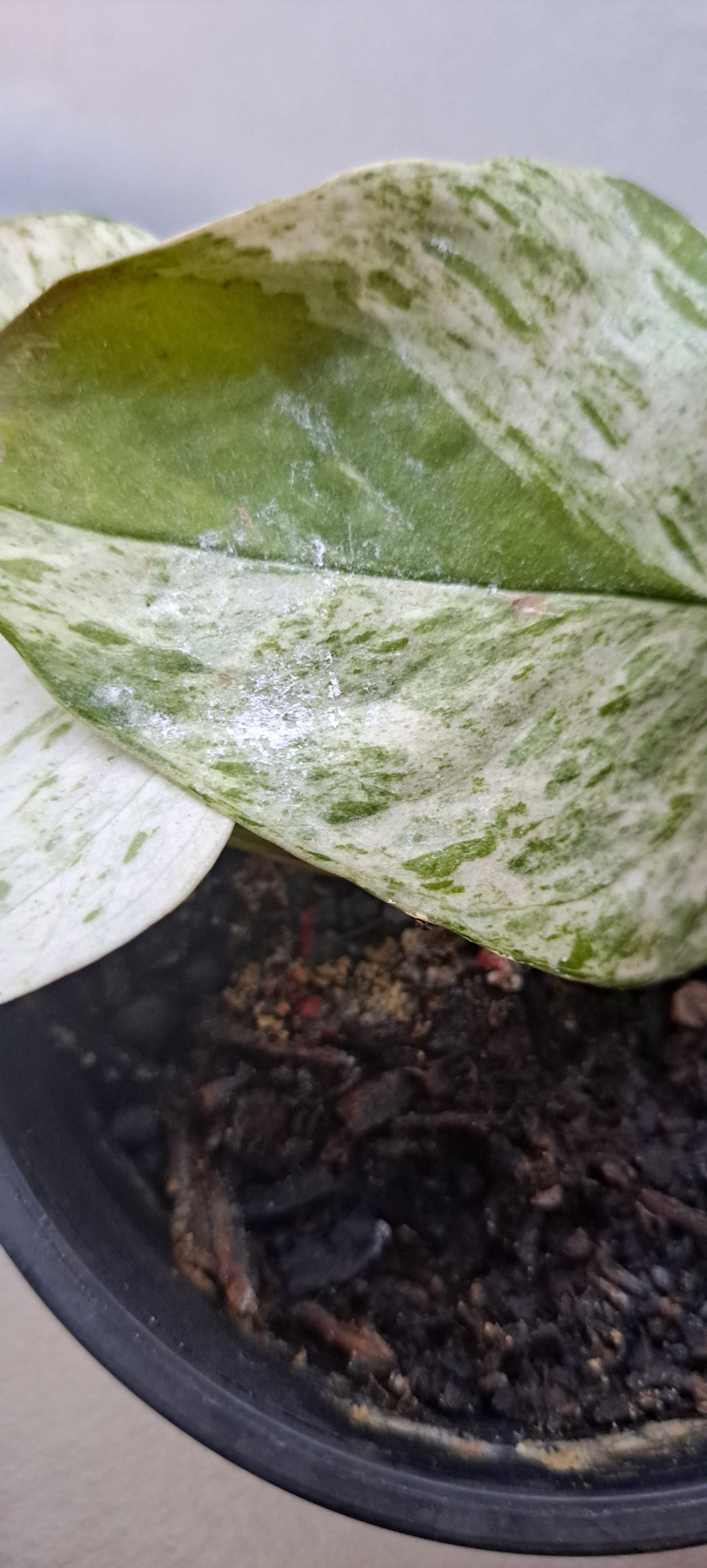 Is my pothos infected with fungus or pests?