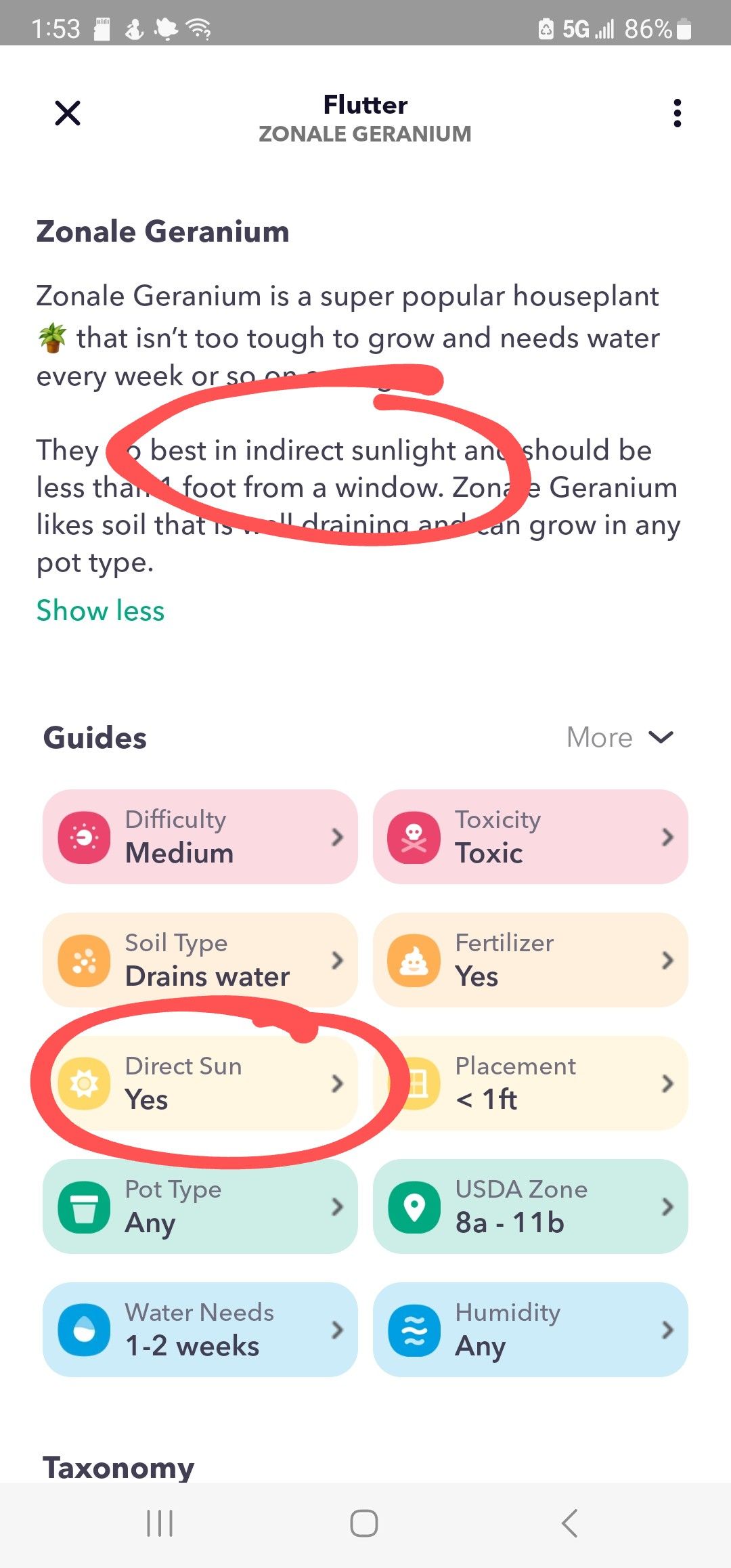 Zonale Geranium Plant Care: Water, Light, Nutrients | Greg App 🌱