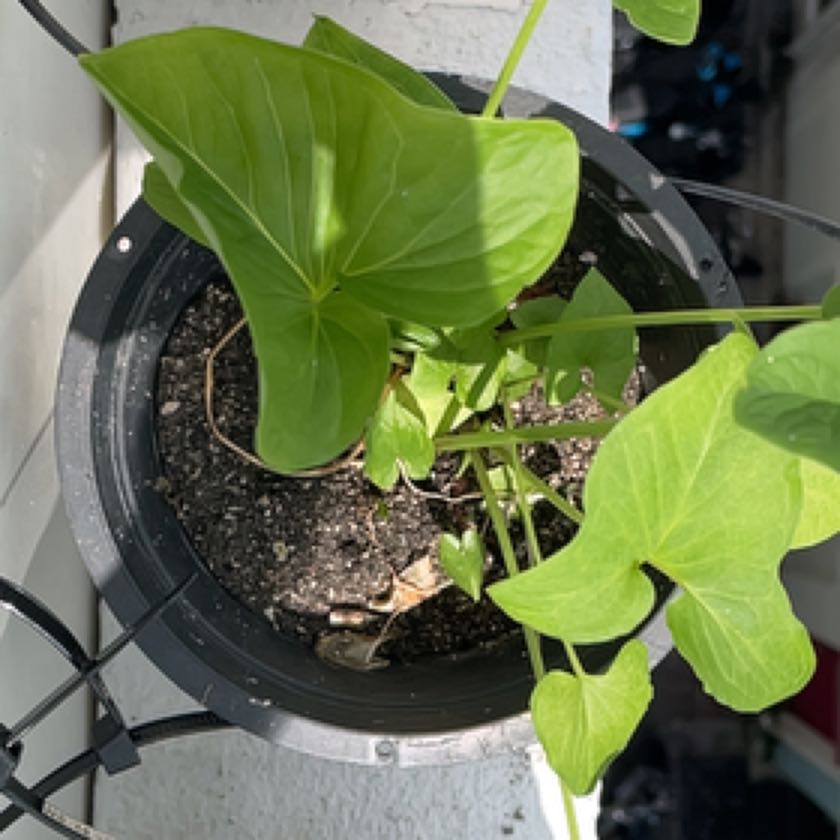 divaricate typhonium Plant Care: Water, Light, Nutrients | Greg App 🌱