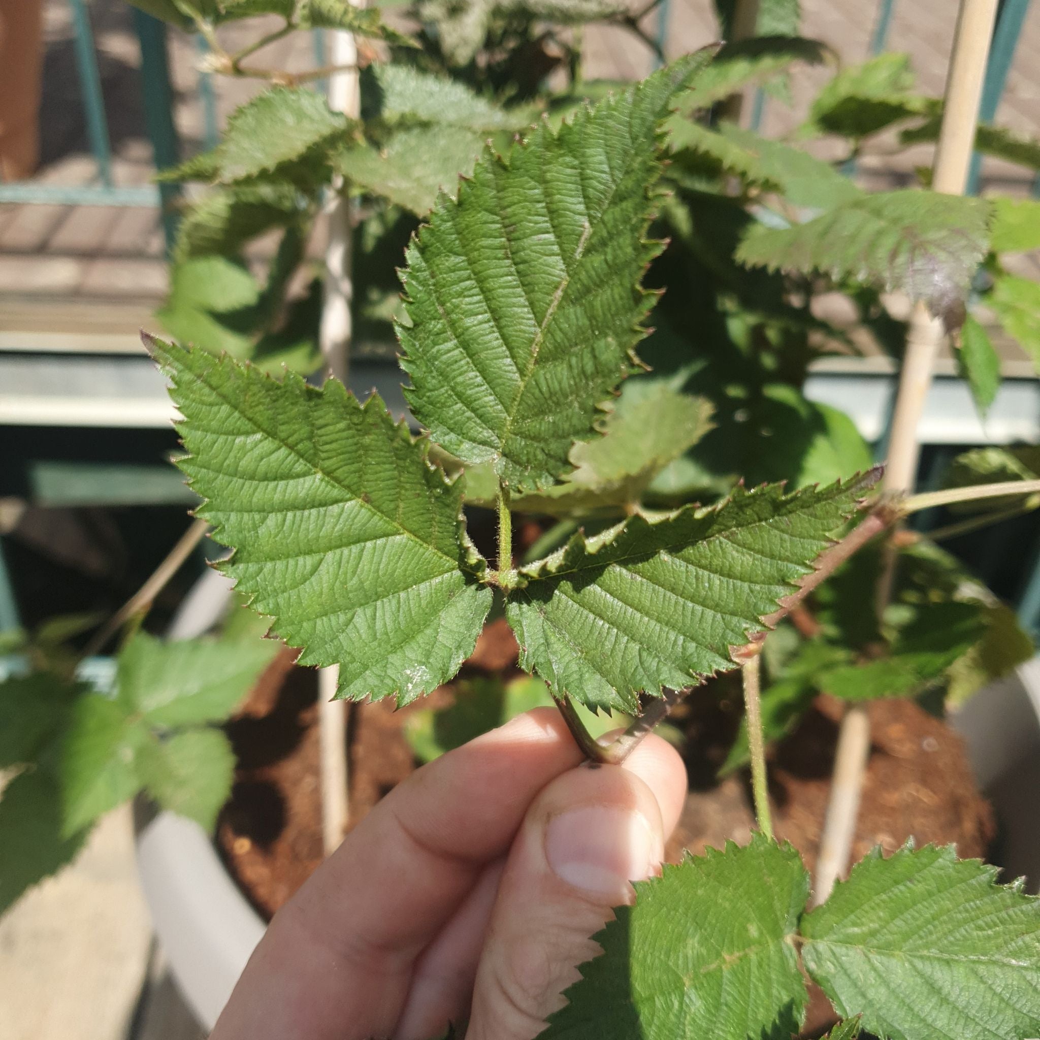 🤒 Why Are There Brown Spots on My Blackberry?