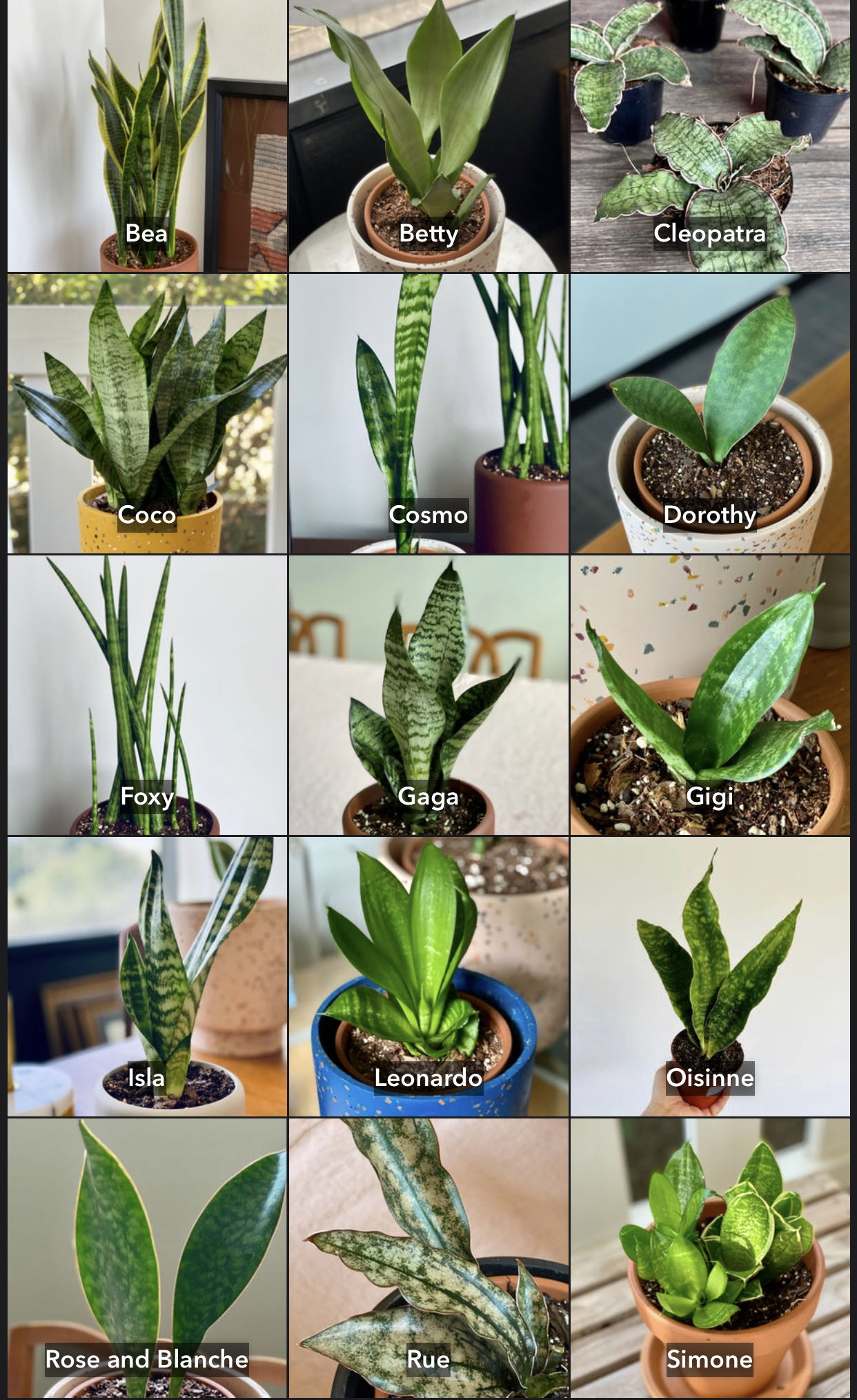 Snake Plant Varieties 1500x879