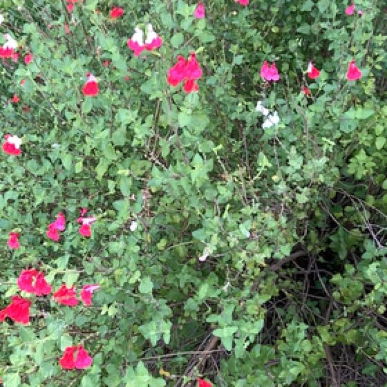 Personalized Baby Sage Care: Water, Light, Nutrients | Greg App