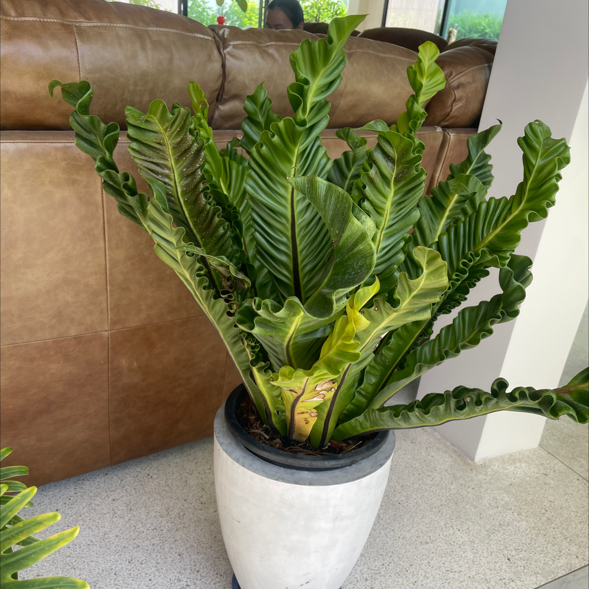 Huckleberry Fern | A plant by @lisitar on Greg