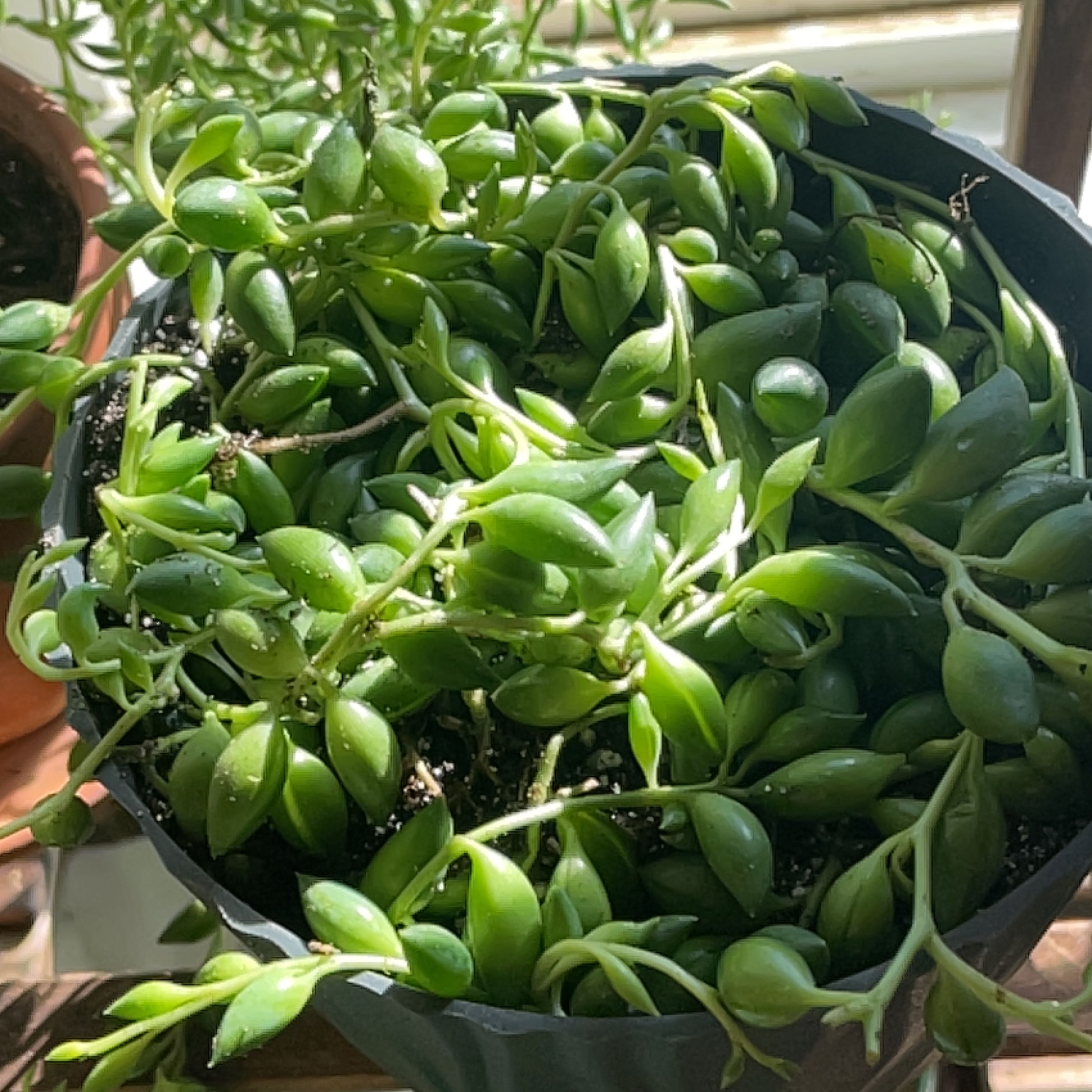 Curio Rowleyanus 'String Of Raindrops' Benefits