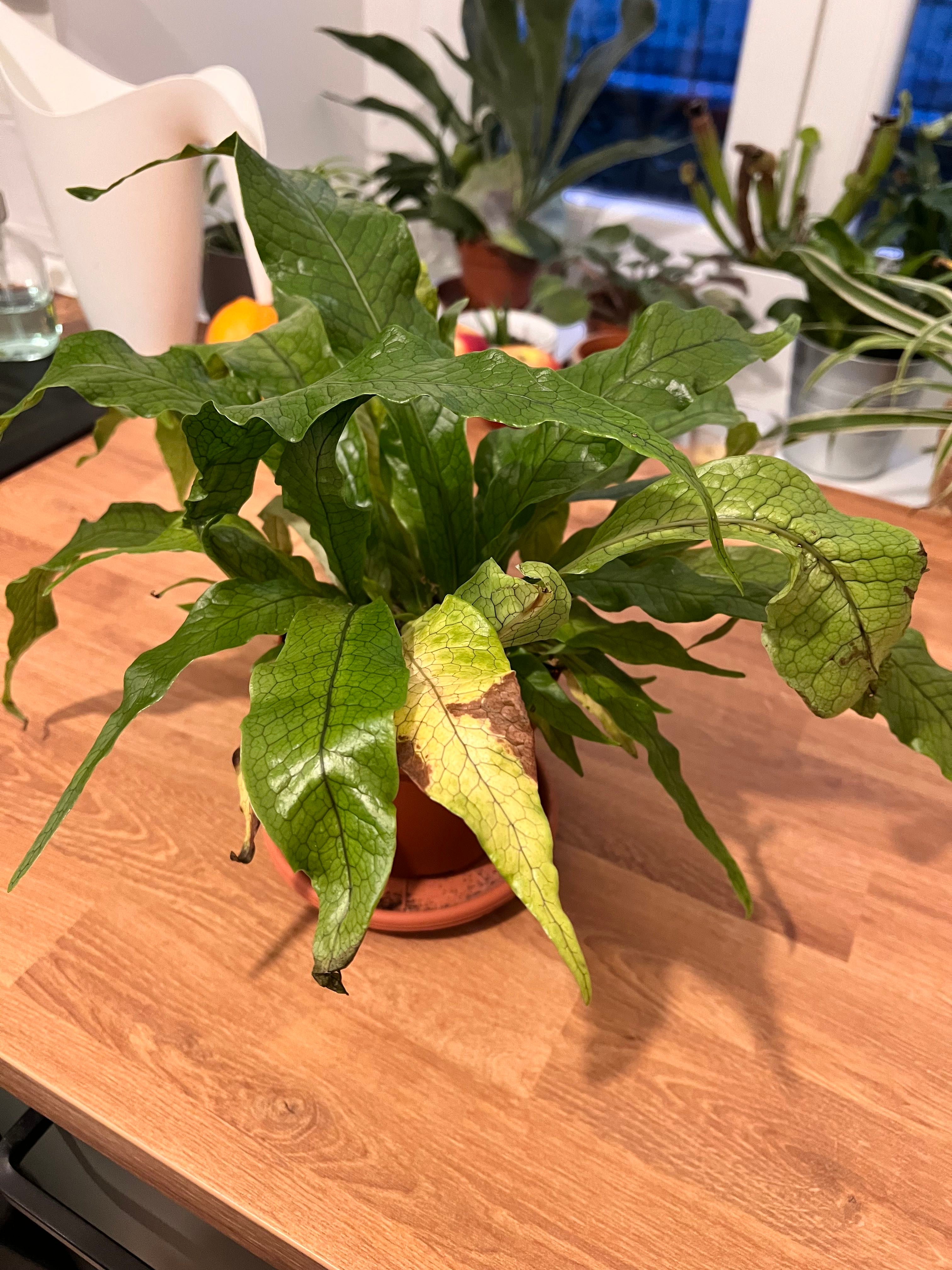 Keep Your Crocodile Fern Alive: Light, Water & Care Instructions