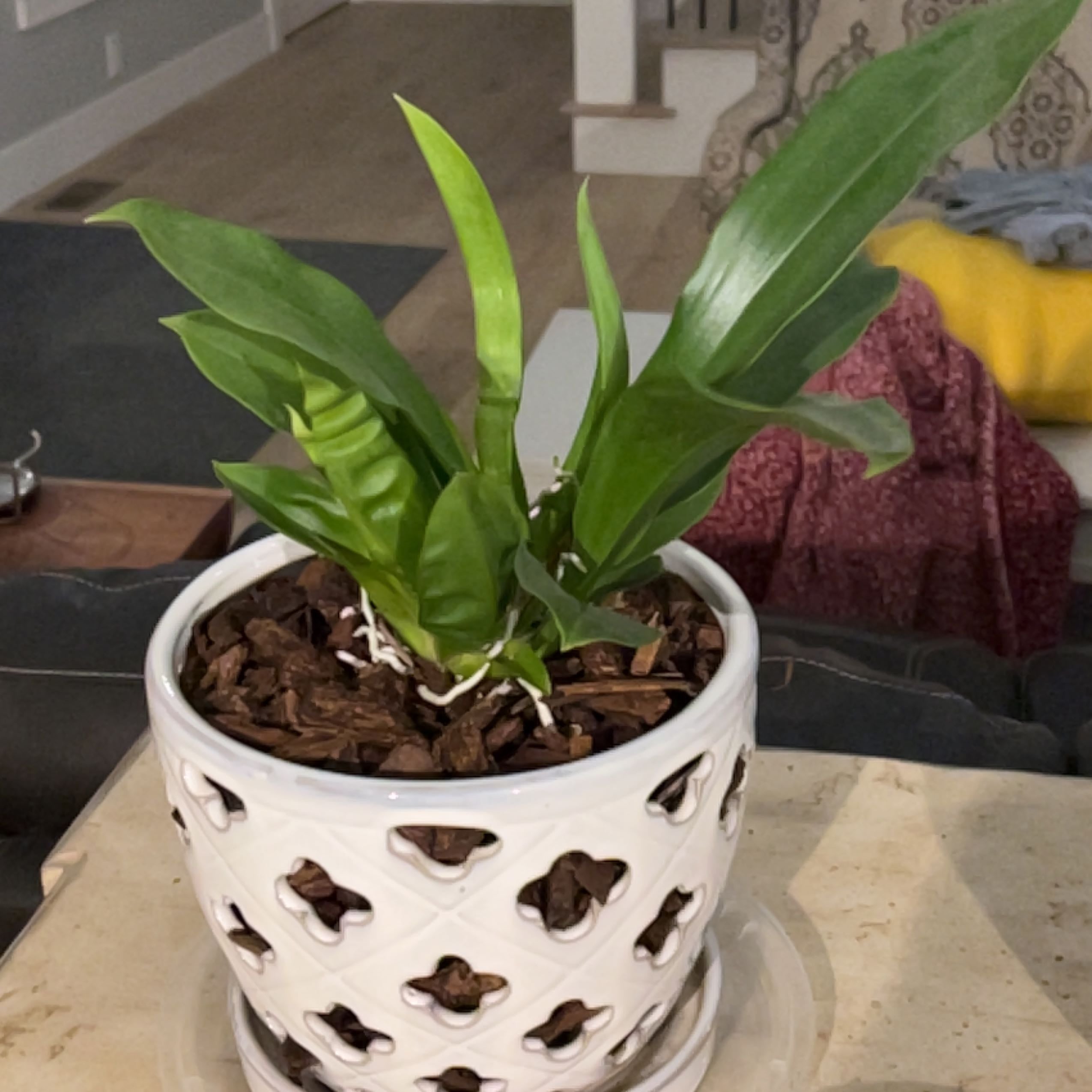 Chondranthes Amazing Andrea 'Pretty in Pink' Plant Care: Water, Light ...