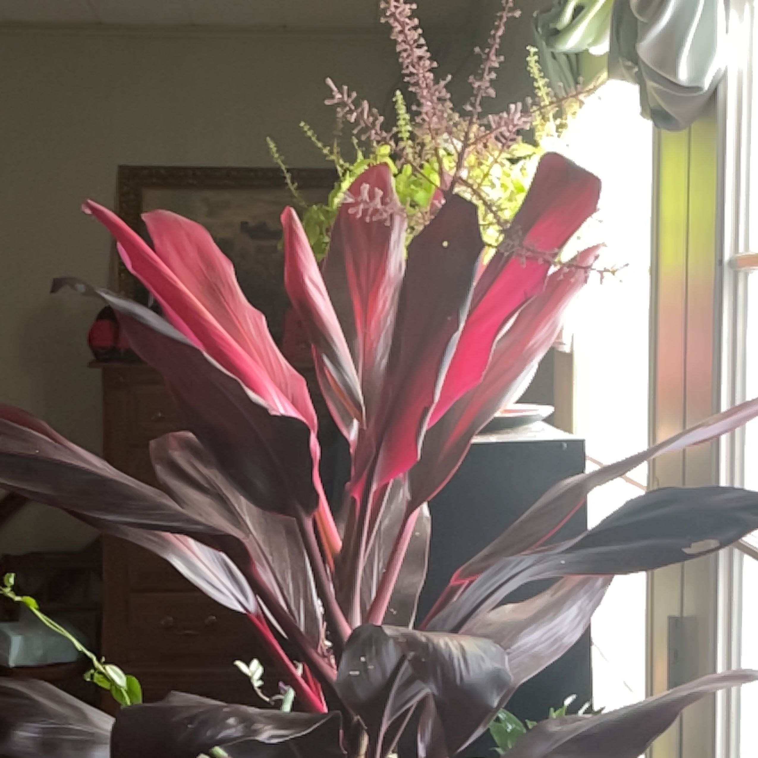 Xena | A plant by @SuperBegoniarex on Greg