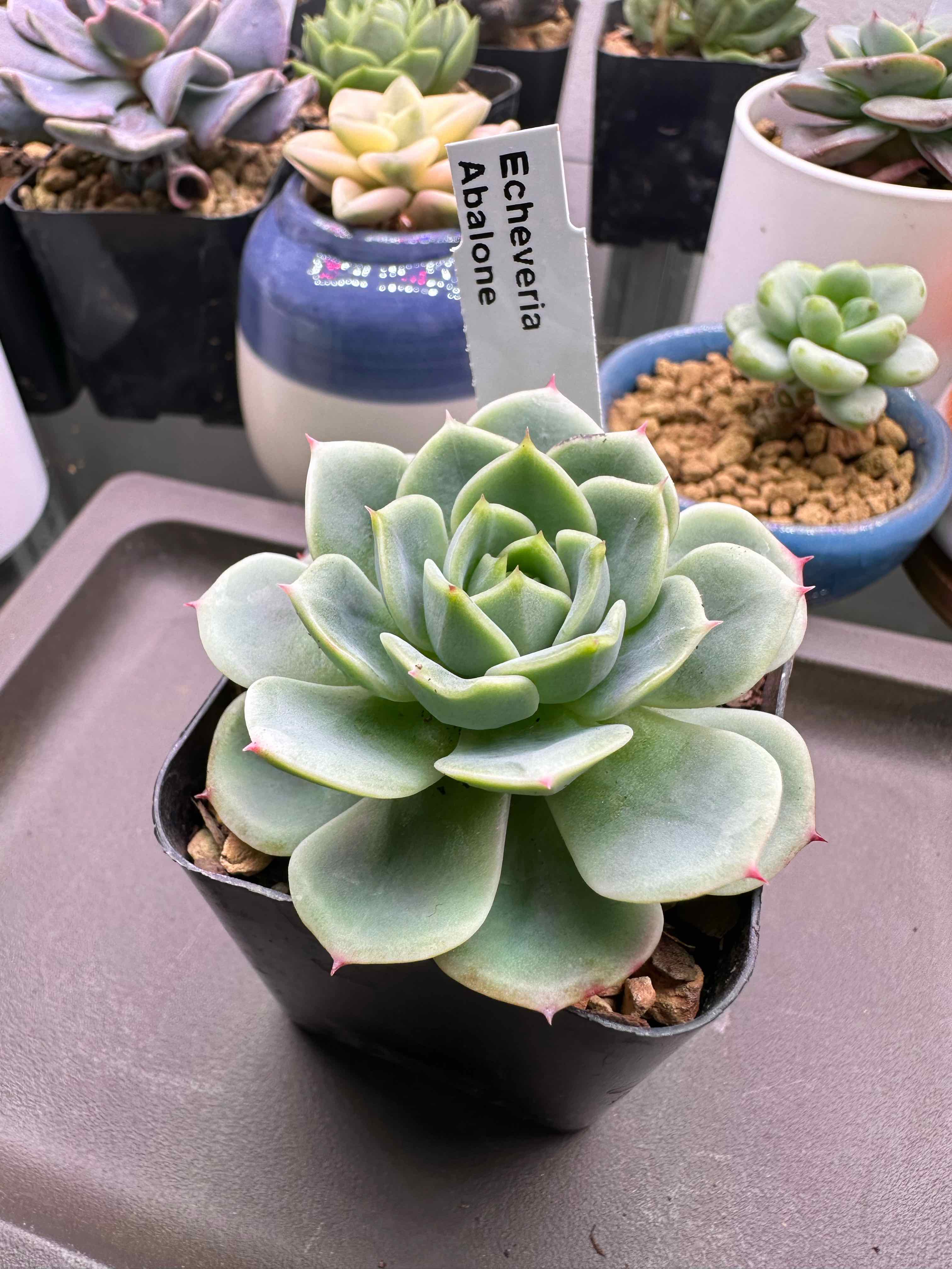Echeveria 'Green Abalone' Plant Care: Water, Light, Nutrients | Greg App 🌱