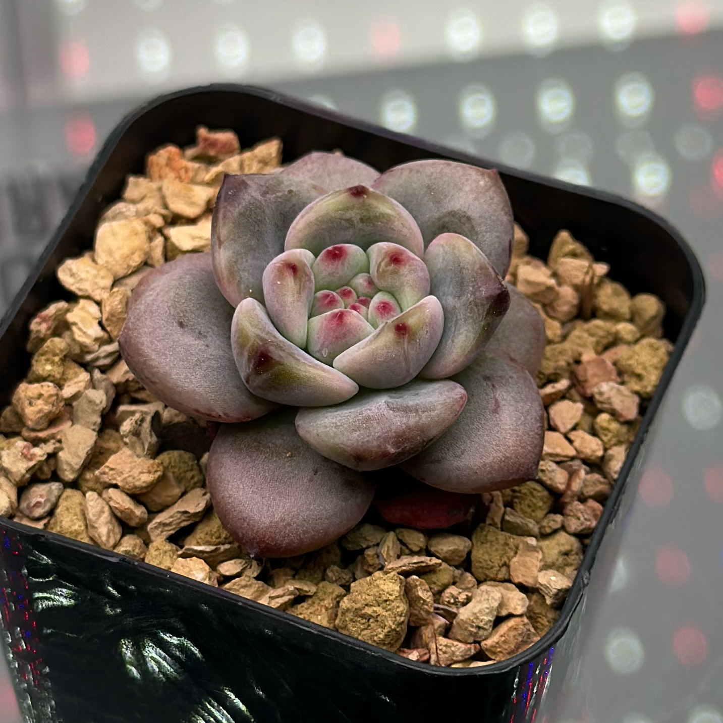 The Complete Echeveria 'Ariel' Plant Care Guide: Water, Light & Beyond