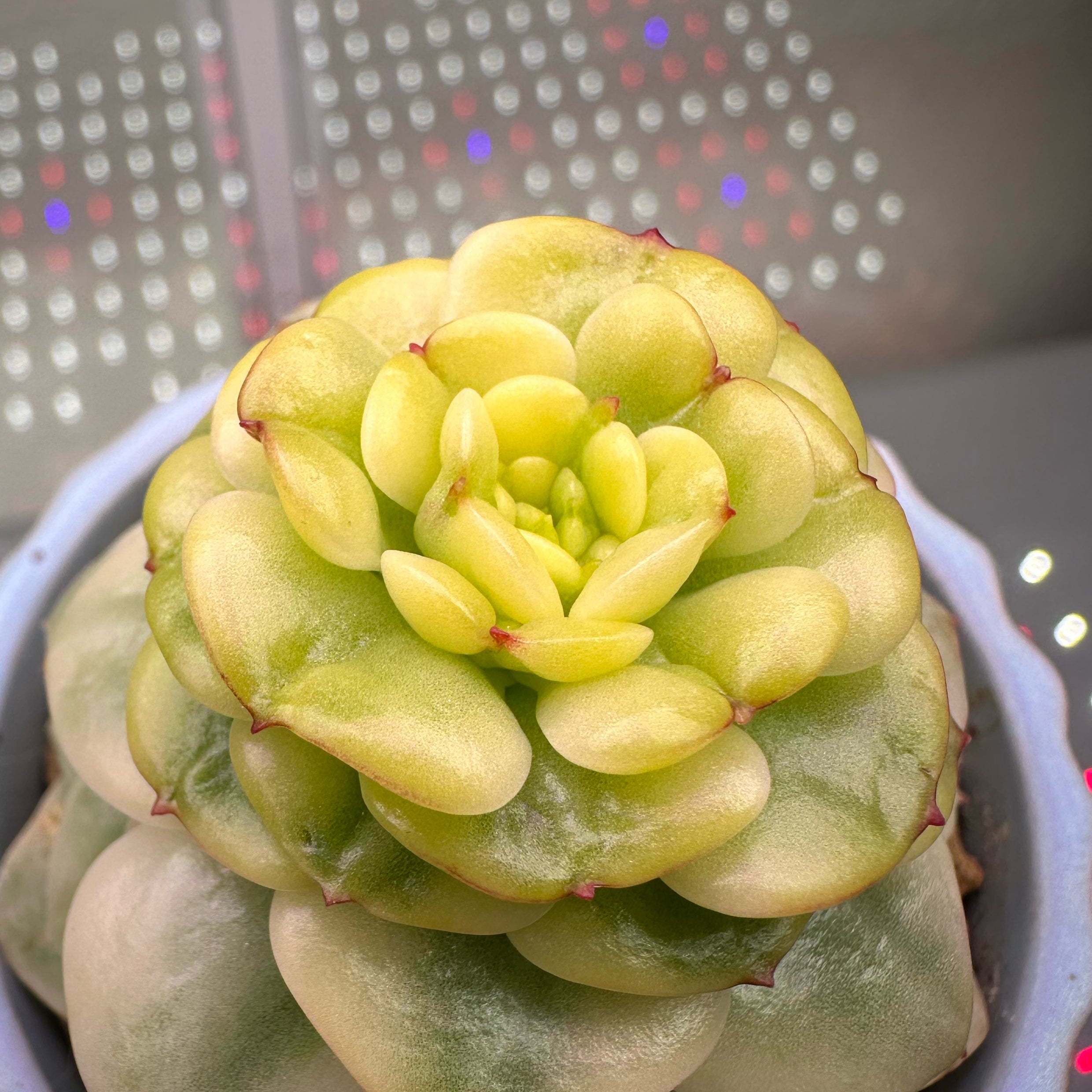 Rolly Variegata: How Much Water & Light Does it Need to Thrive?