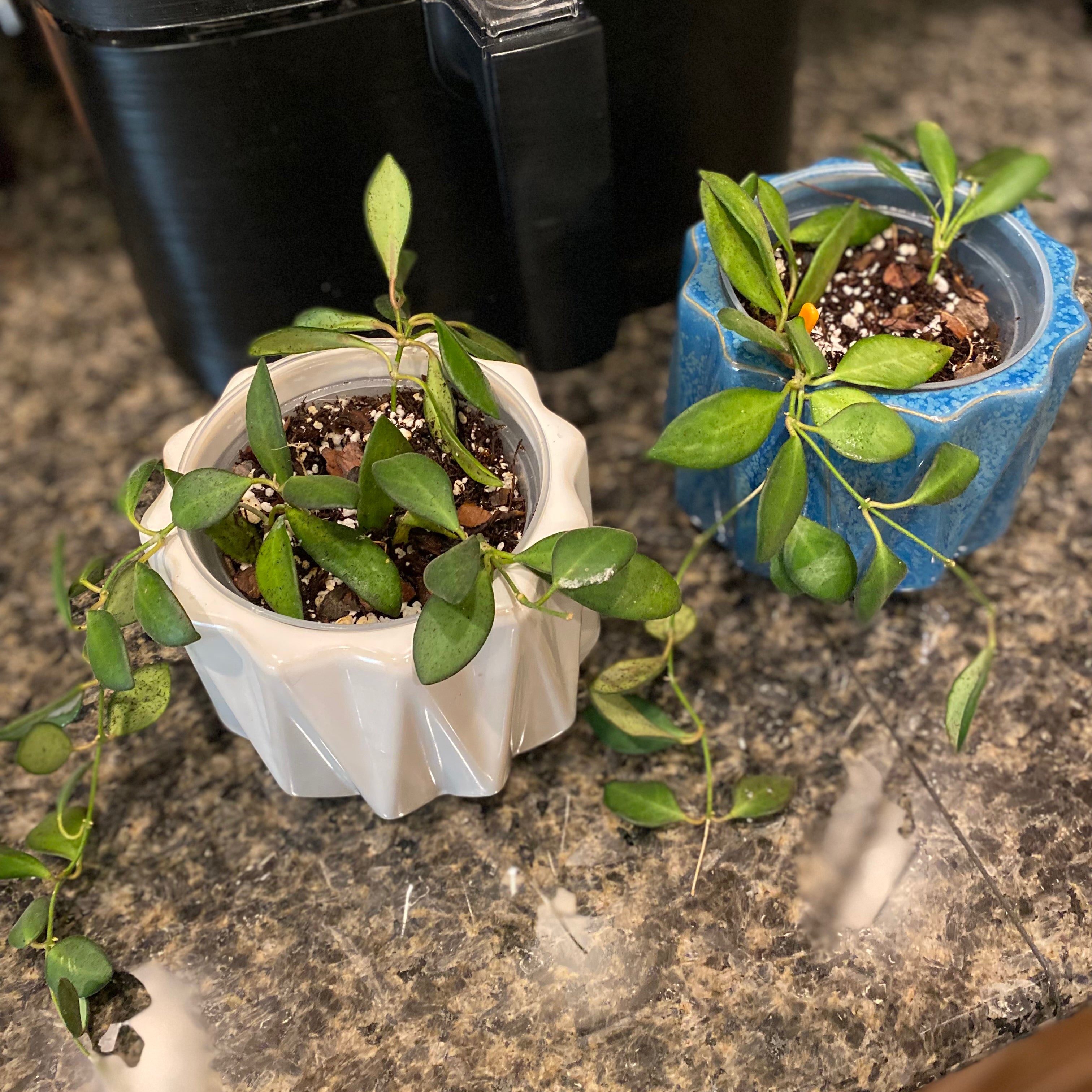 🌸 What Do Hoya bilobata Flowers Mean?