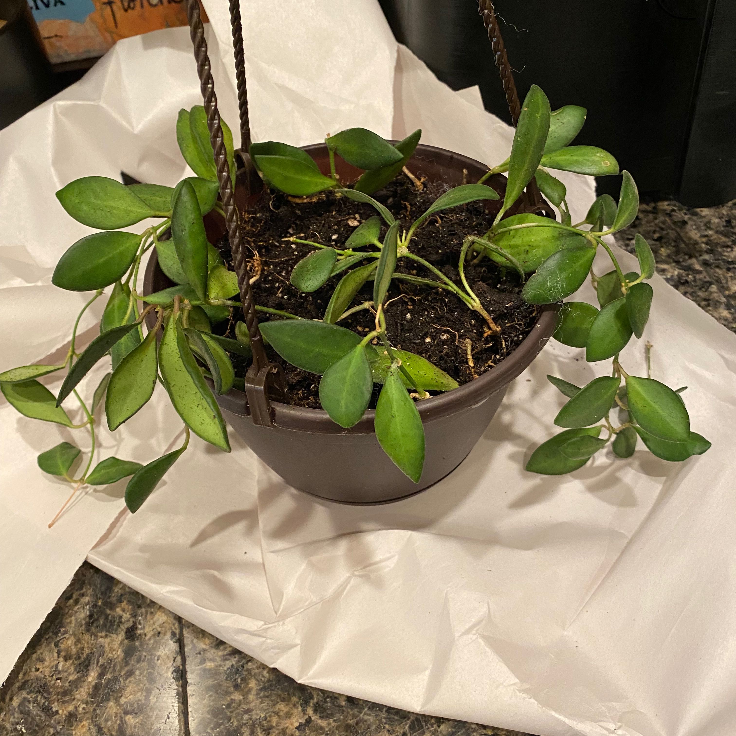 Why Are There Brown Spots on My Hoya bilobata?