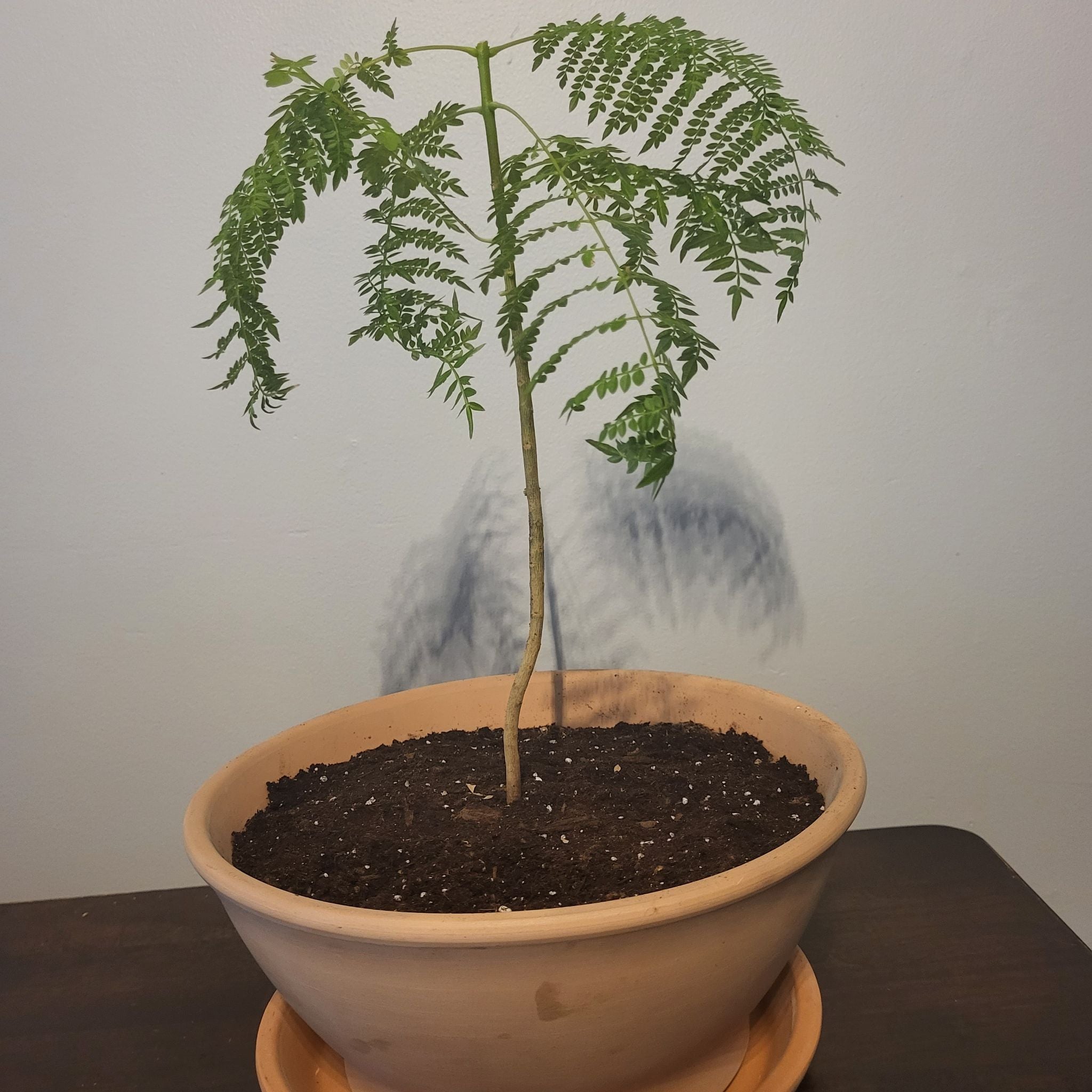 How and When Should I Cut Back My Jacaranda?