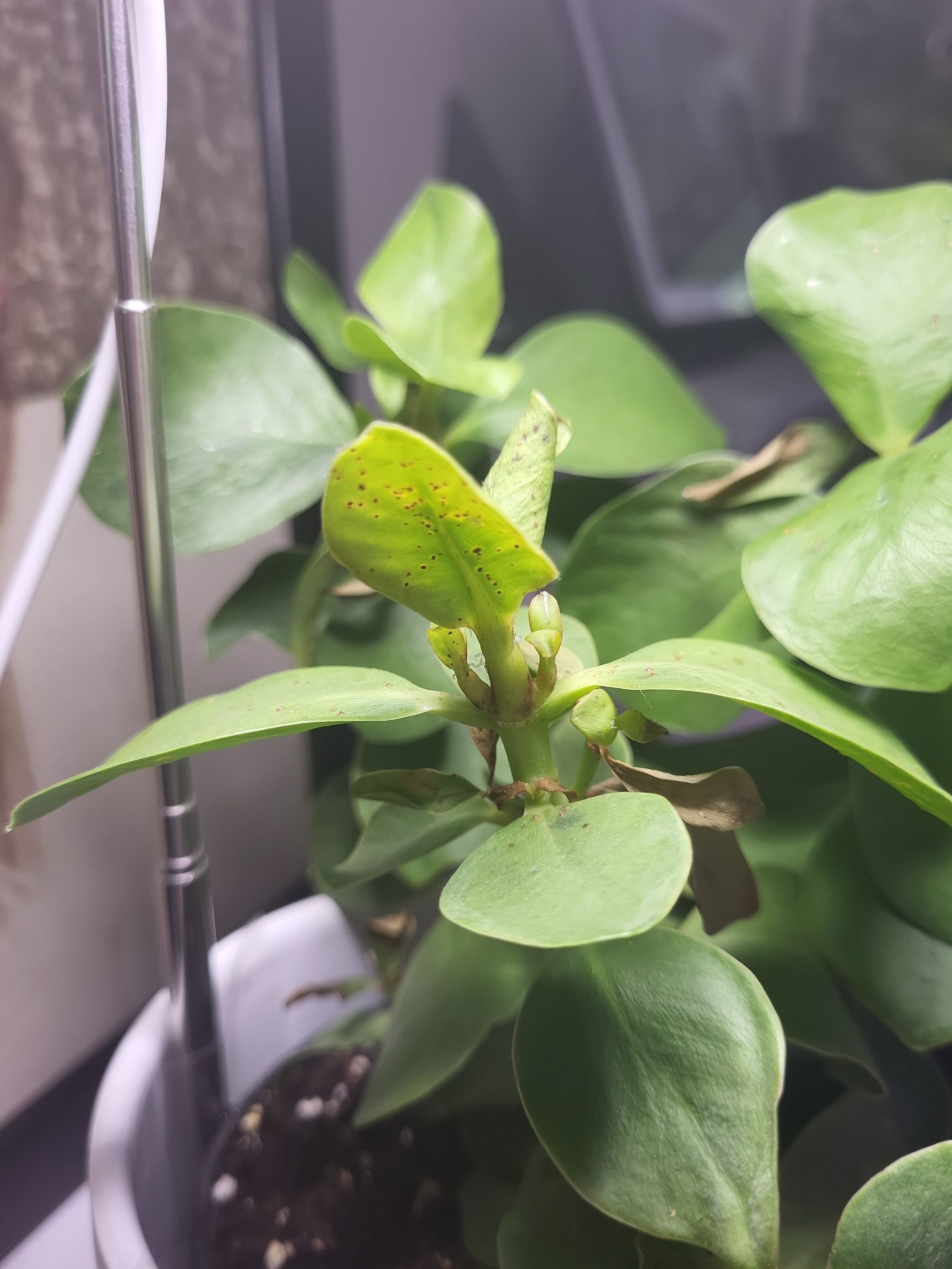 🌳 Why Autograph Tree Is A Perennial Plant