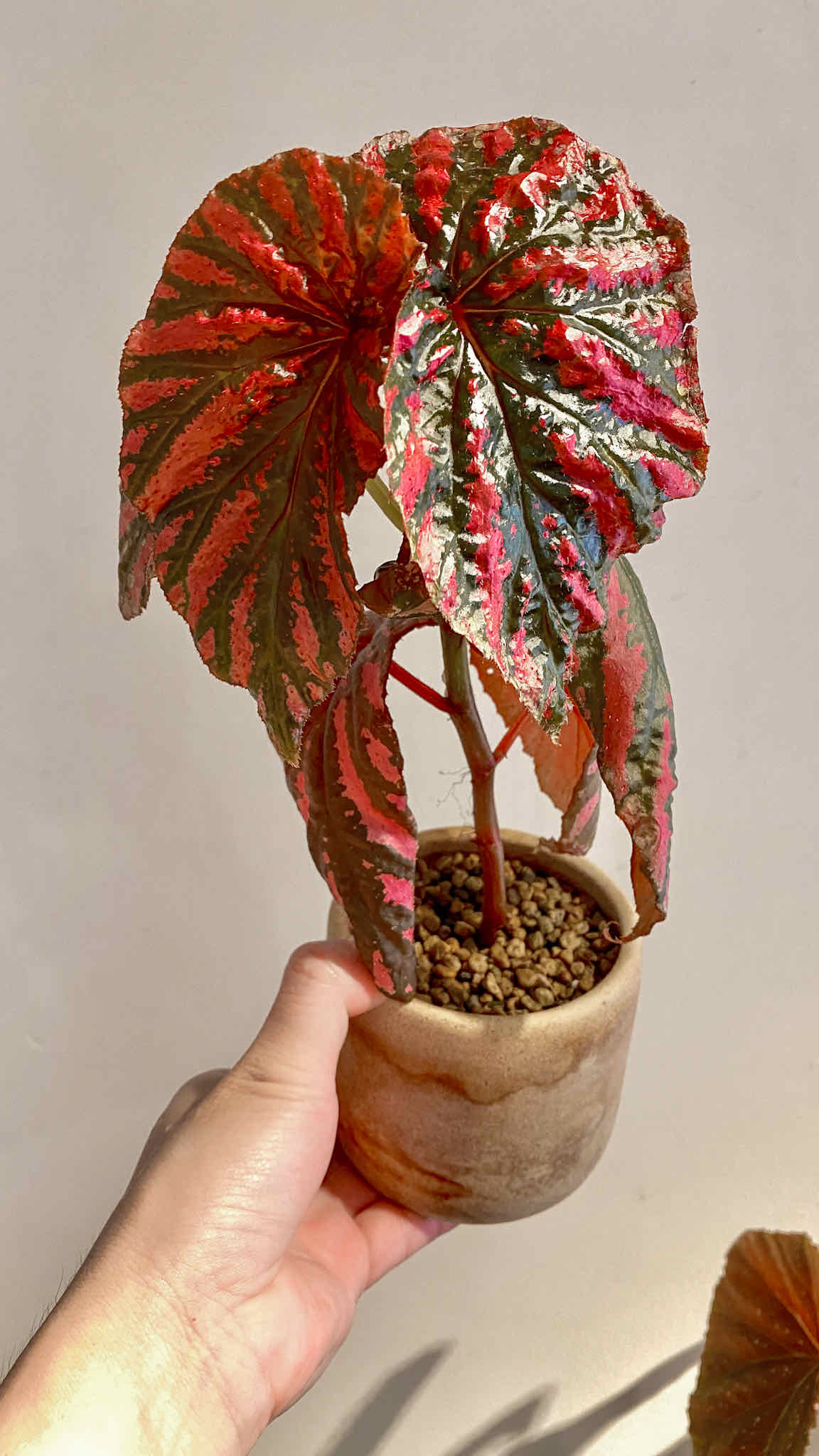 What Is A Good Temperature Range For My Begonia Exotica?
