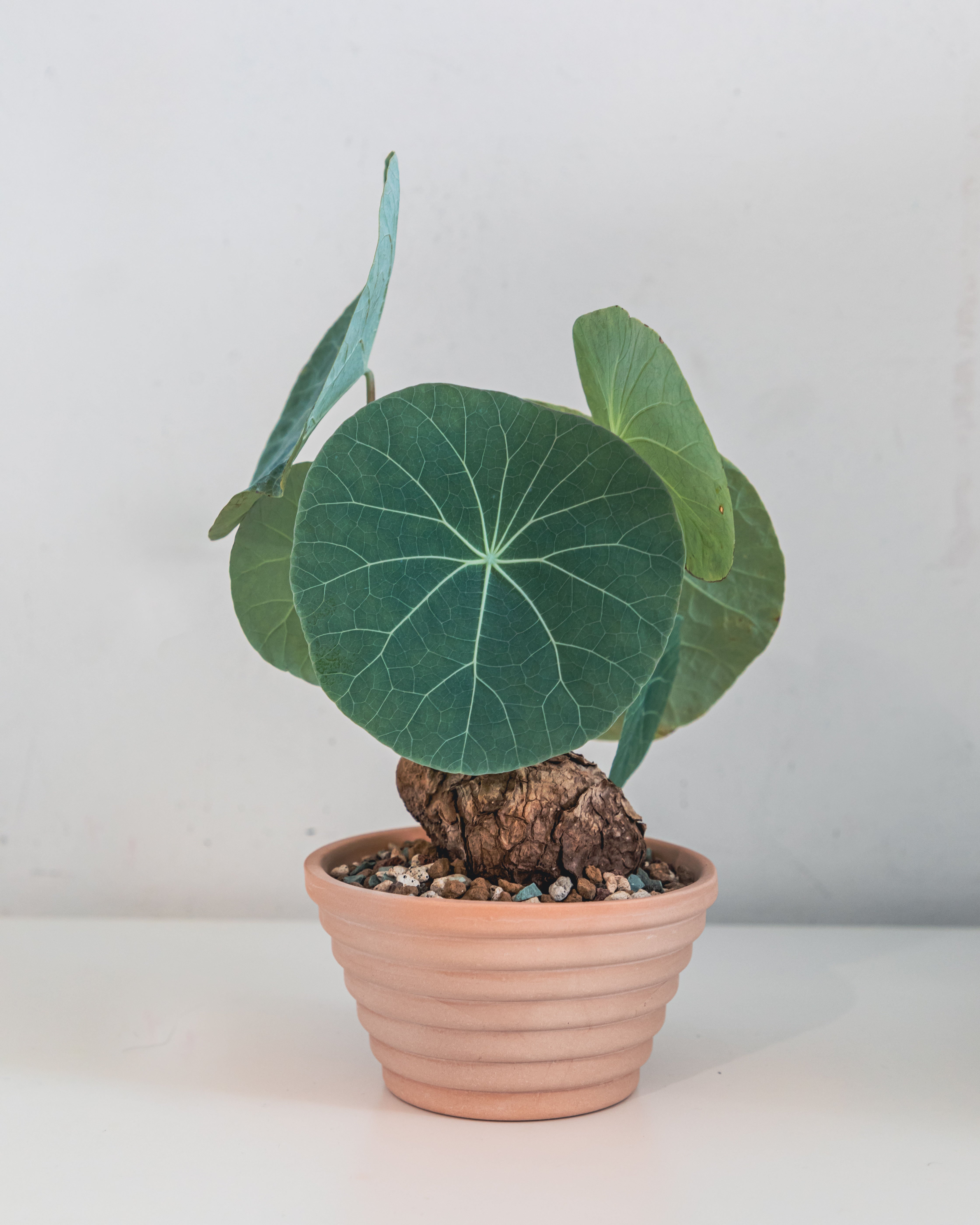 Stephania 'Nova': How Much Water & Light Does it Need to Thrive?