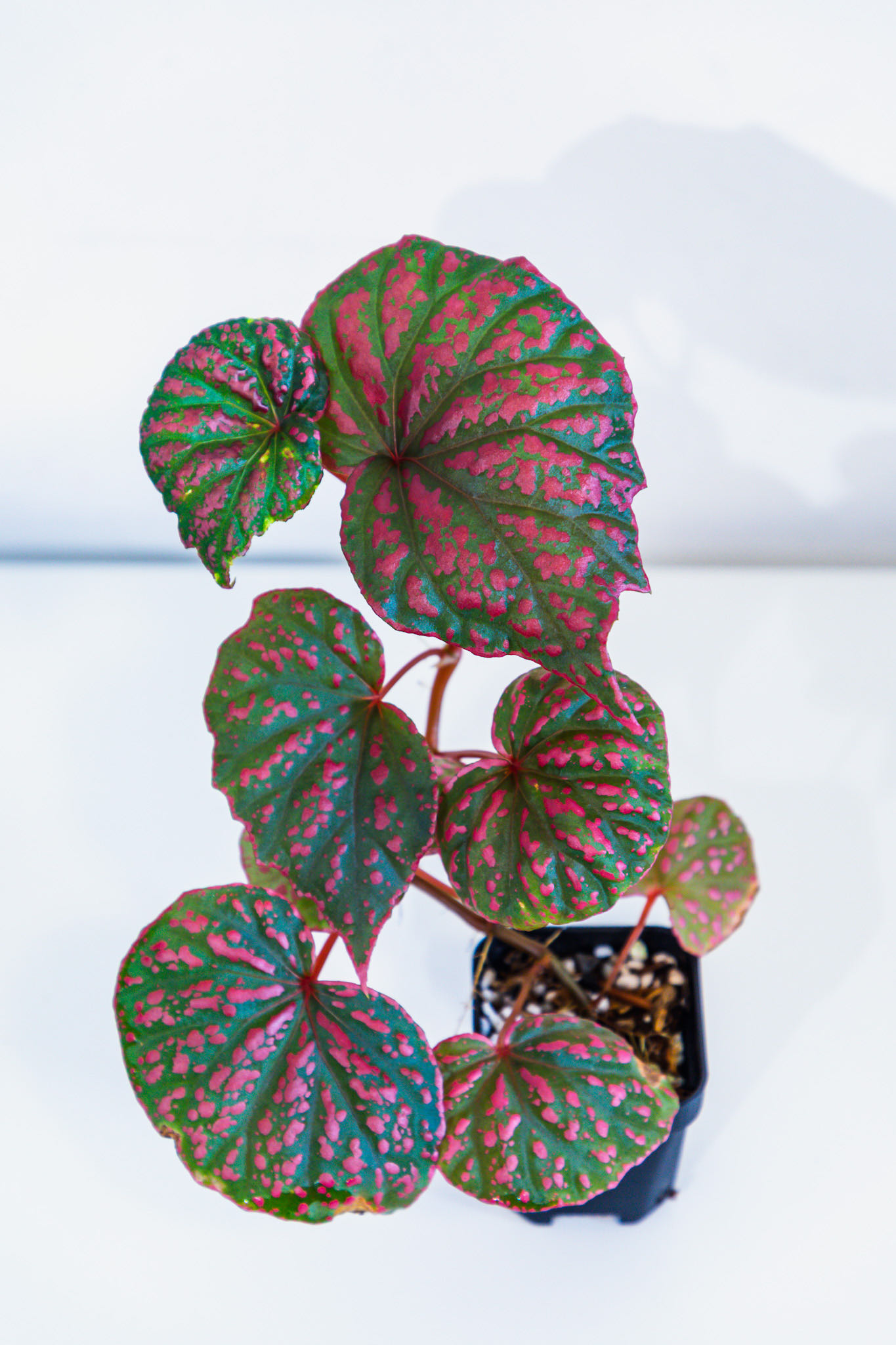 Begonia roseopunctata Care 101: Water, Light & Growing Tips