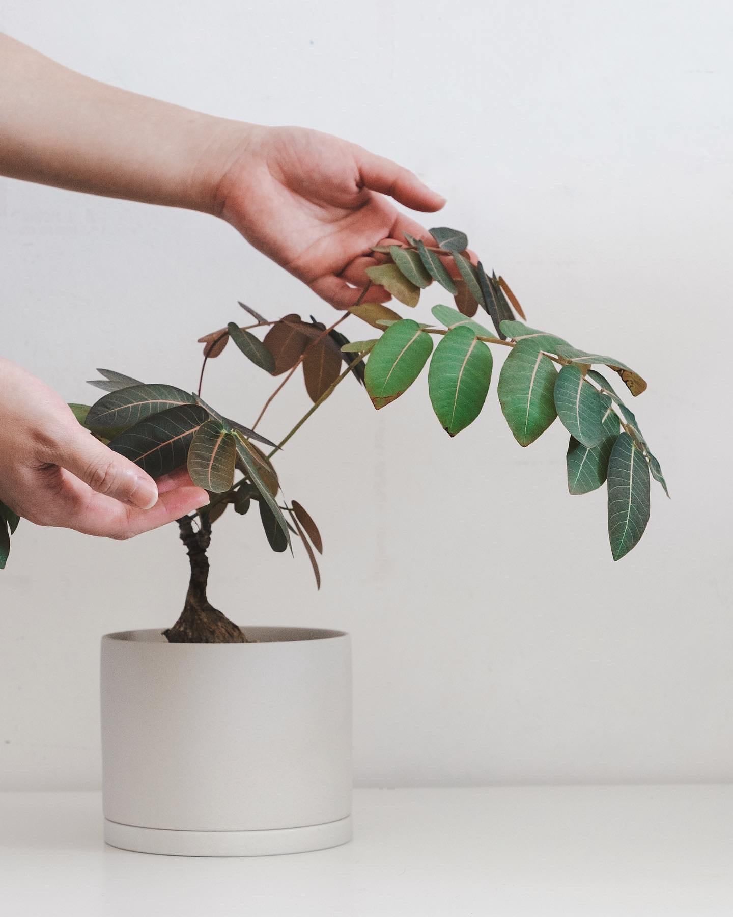 Understanding Phyllanthus rufuschaneyi: The Basics