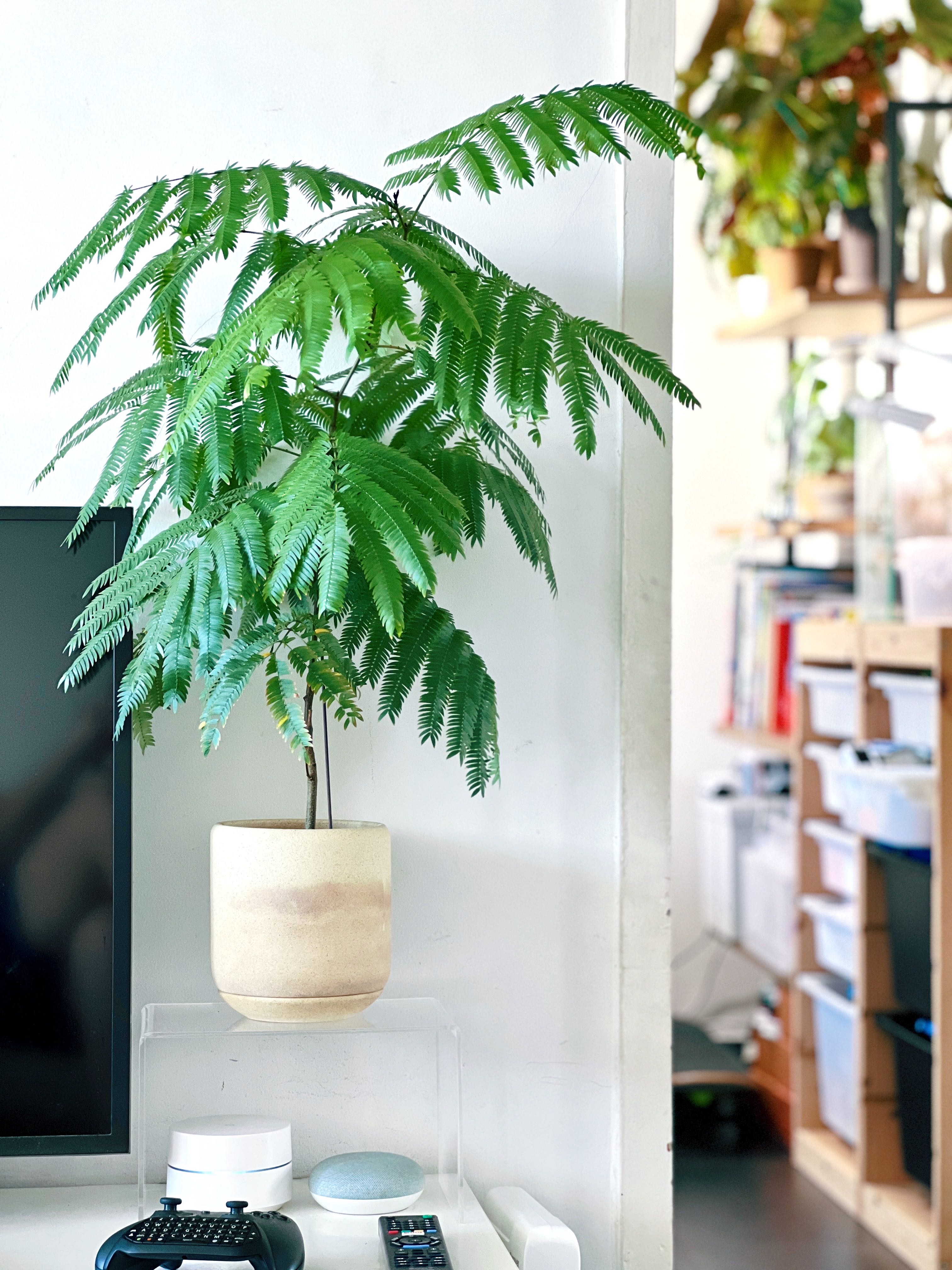 Everfresh Tree Plant Care: Water, Light, Nutrients | Greg App 🌱