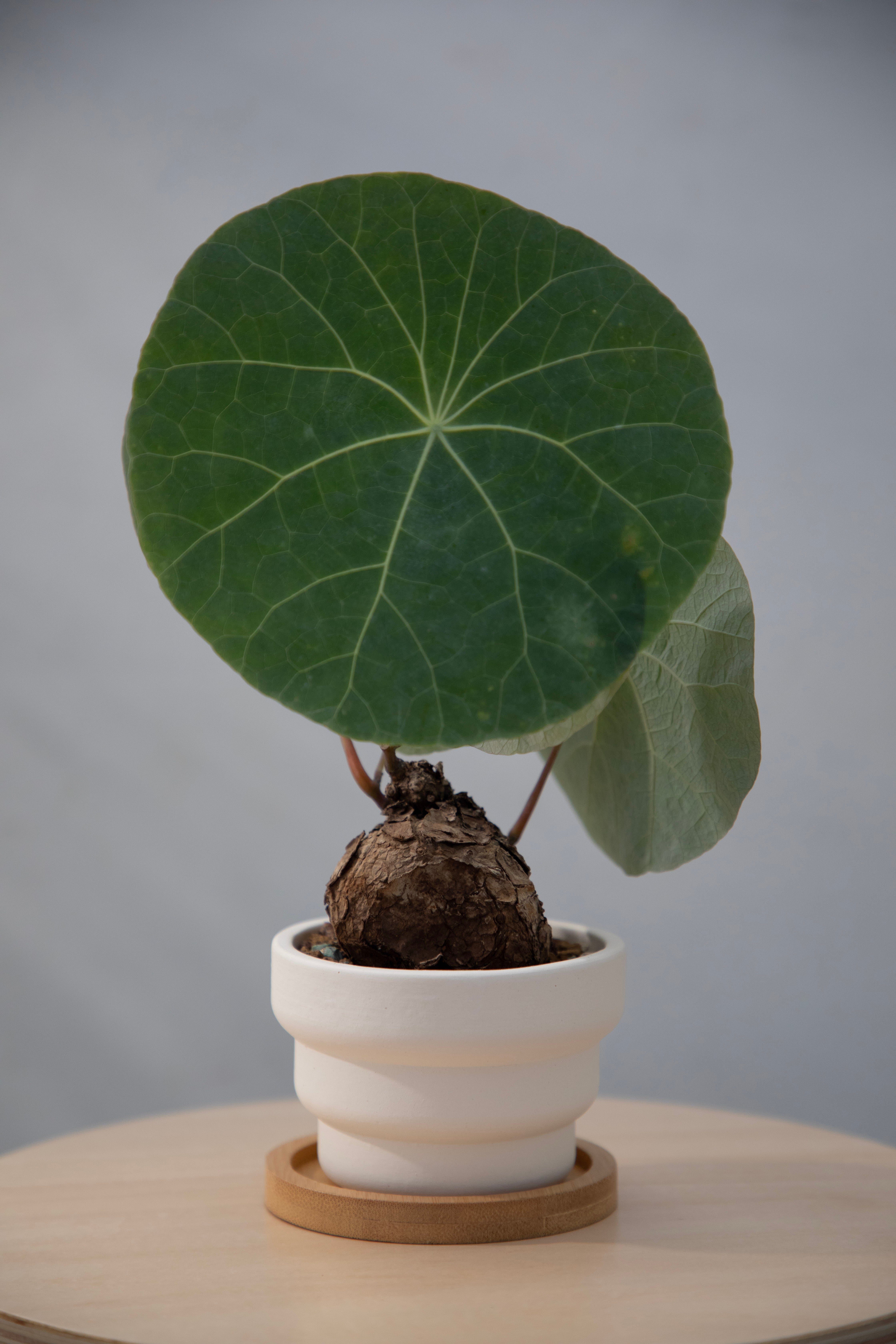 Stephania 'Nova': How Much Water & Light Does it Need to Thrive?