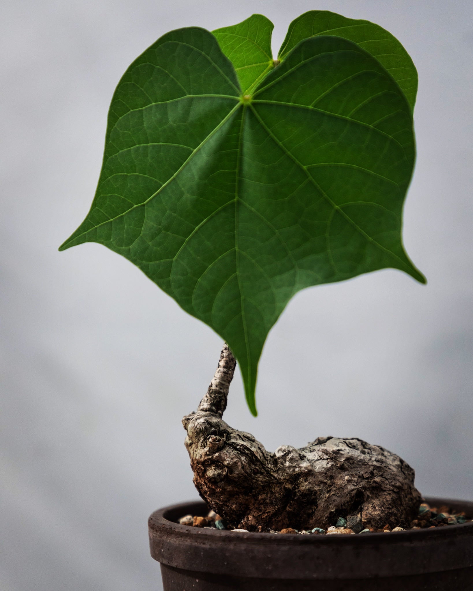 Chinese Parasol Tree Plant Care: Water, Light, Nutrients | Greg App 🌱