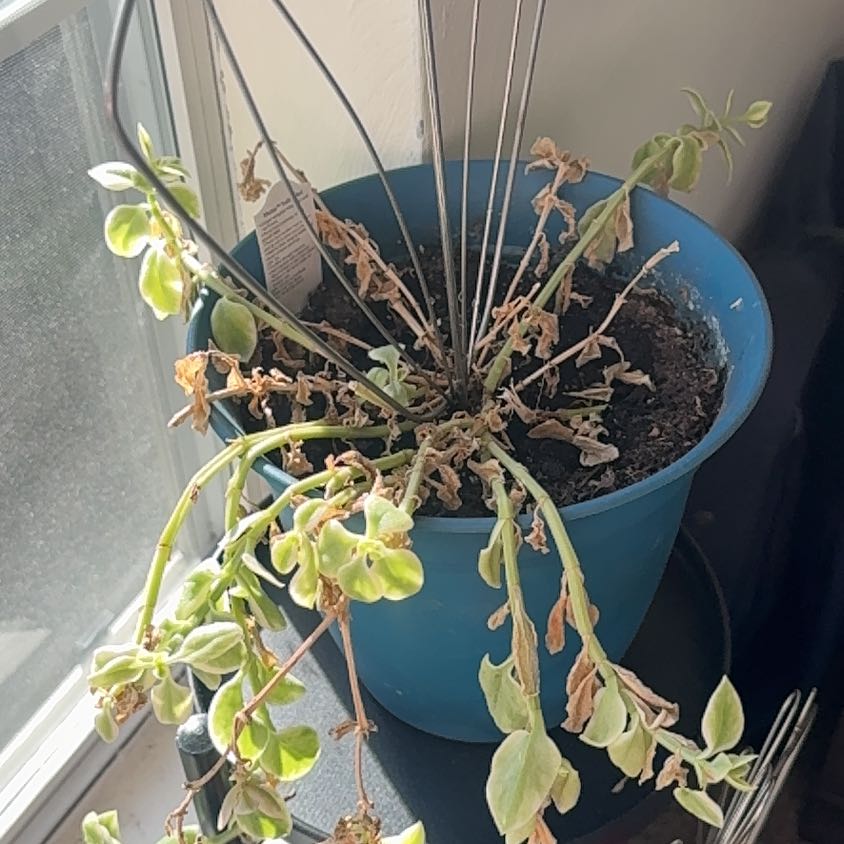 mezoo trailing red: How Much Water & Light Does it Need to Thrive?