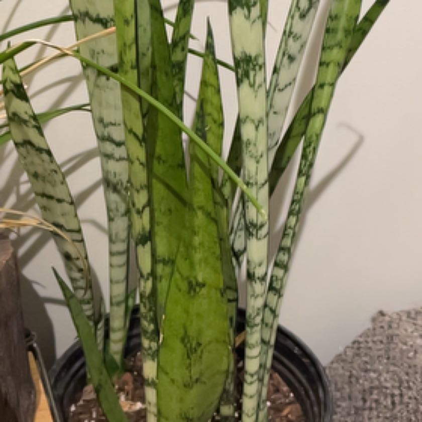 Xena | A plant by @ArtisanPilea on Greg