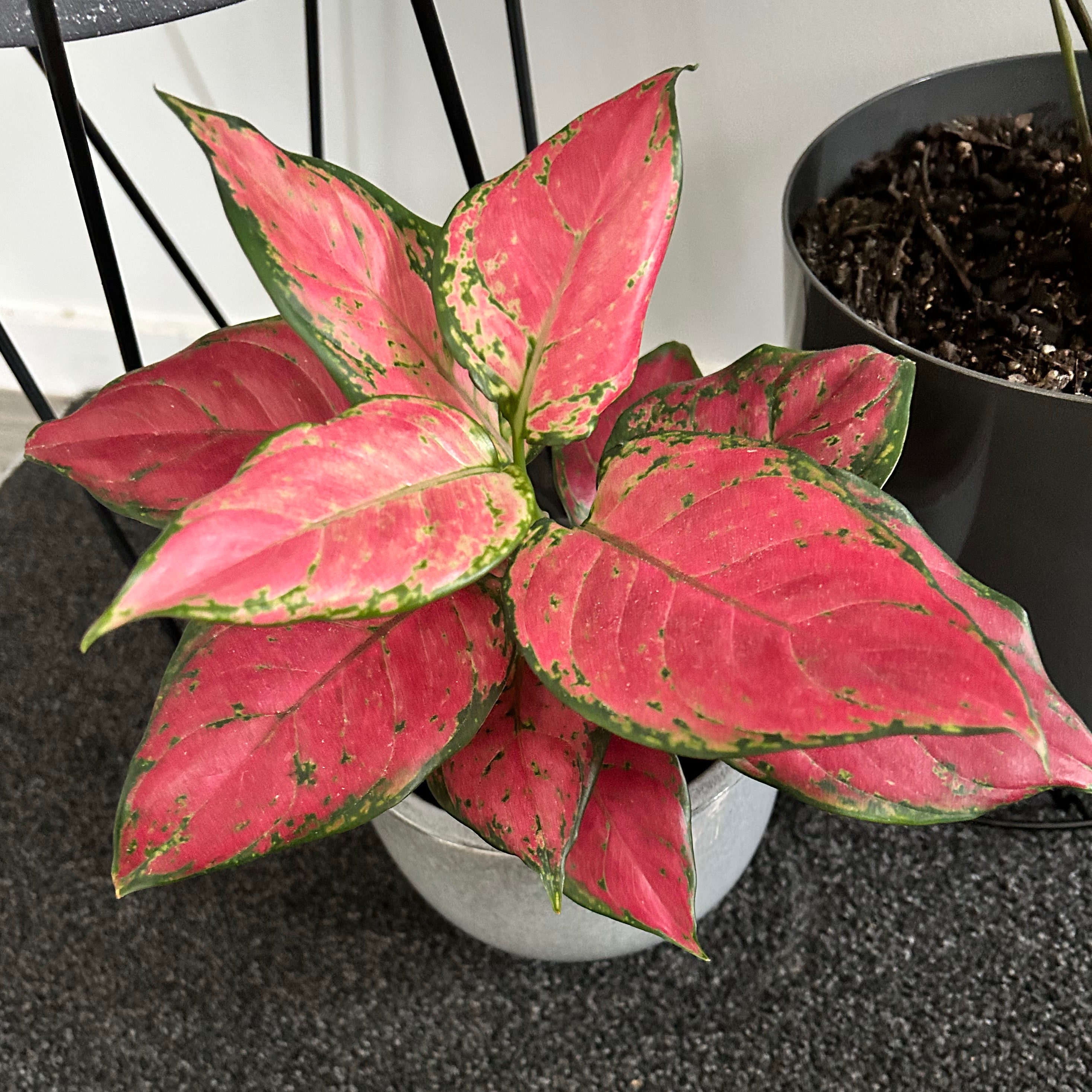 Fertilizing My Aglaonema 'Lady Valentine'
