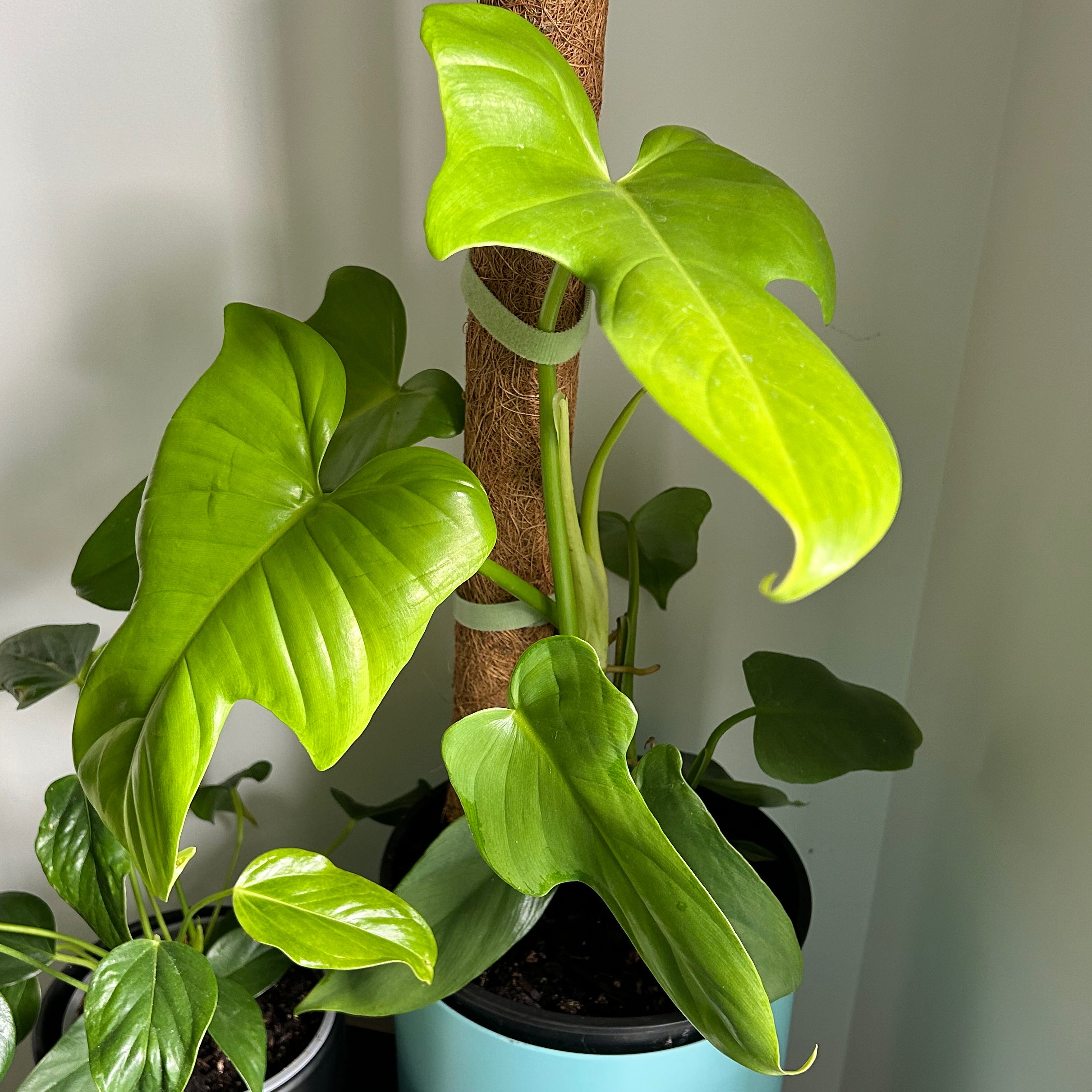 Propagating My Philodendron Gold Violin: Step-by-Step Guide