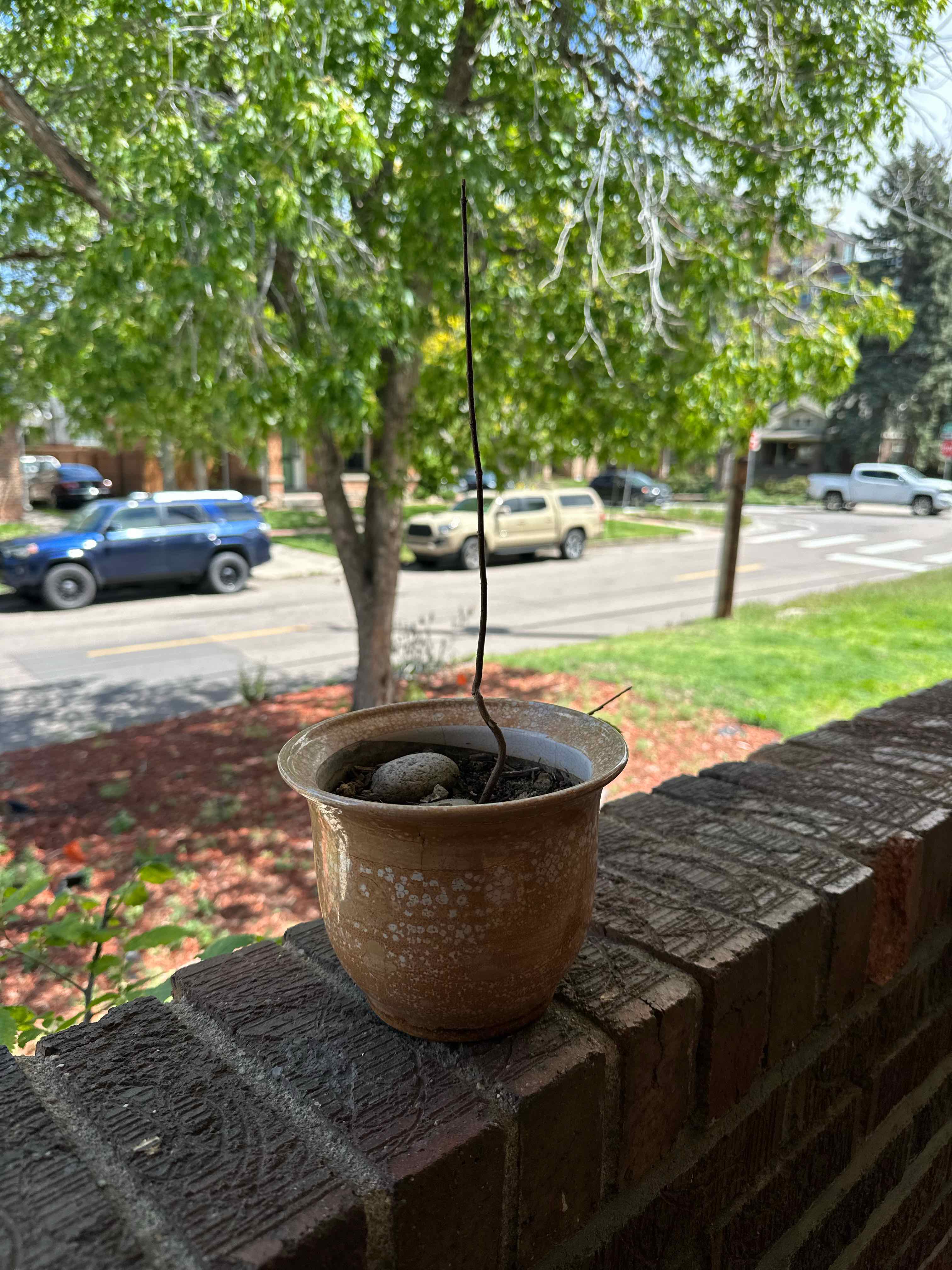 Propagating Your Silver Maple: Step-by-Step Guide