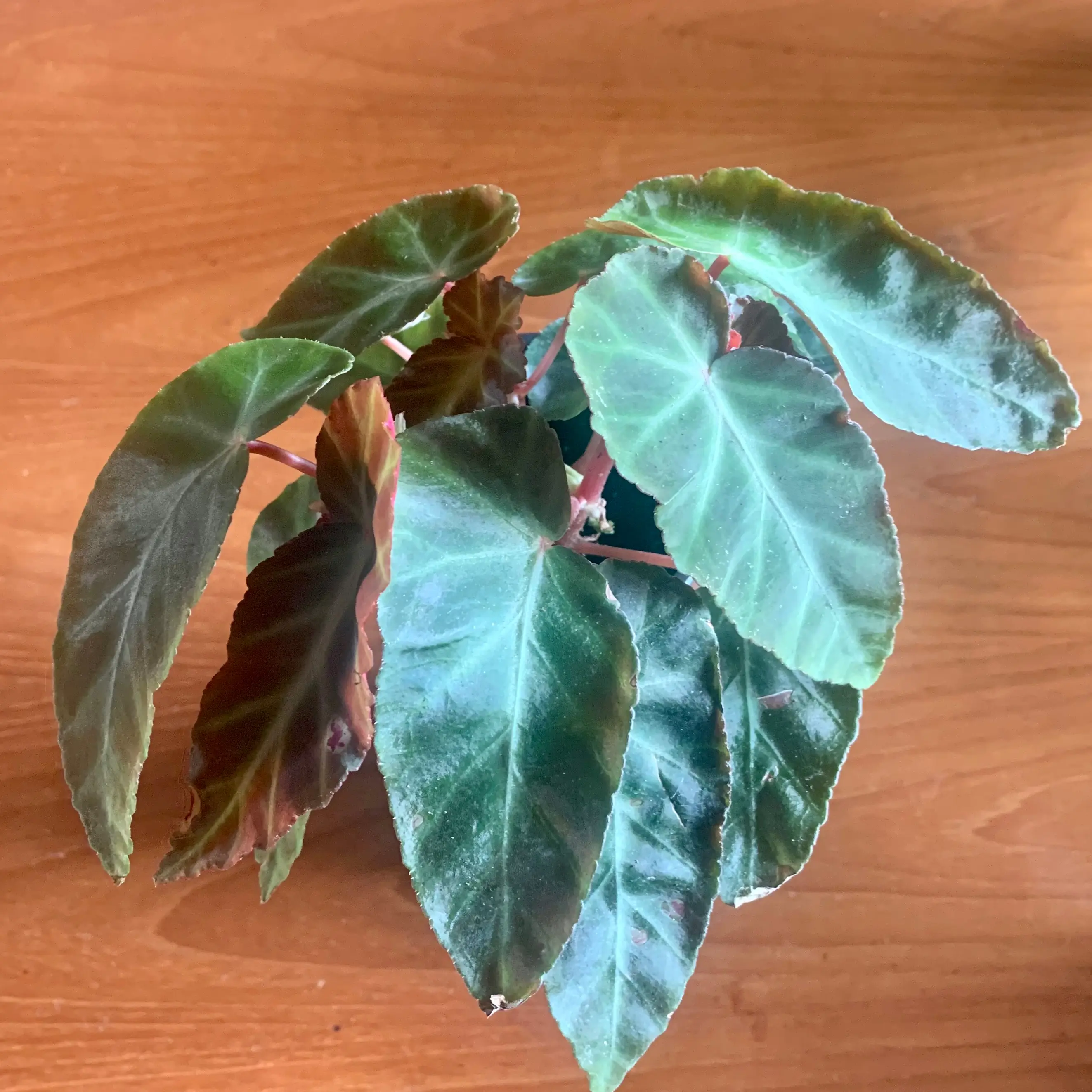 Personalized Begonia 'Grey Feather' Care: Water, Light, Nutrients ...