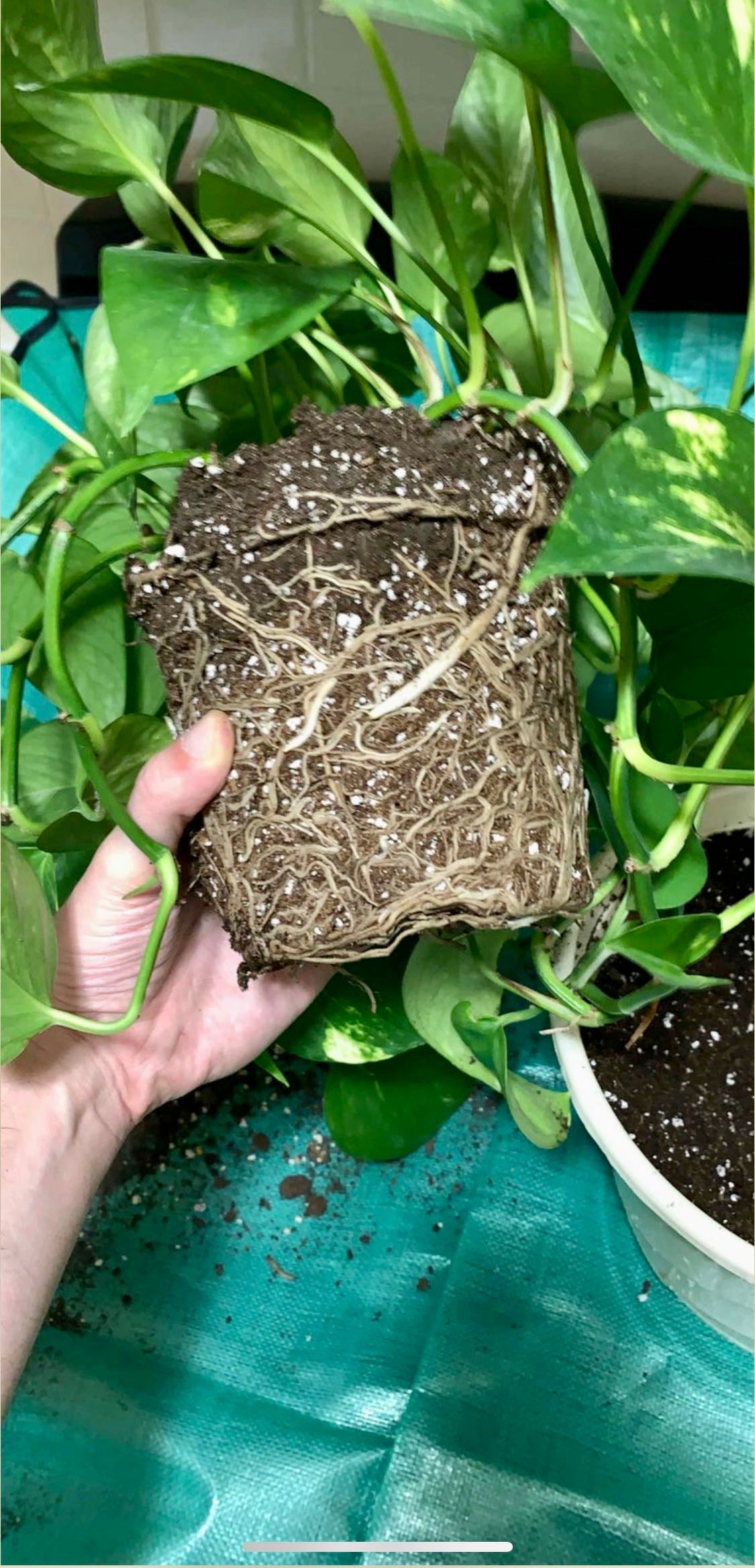 Golden pothos root porn repot day!