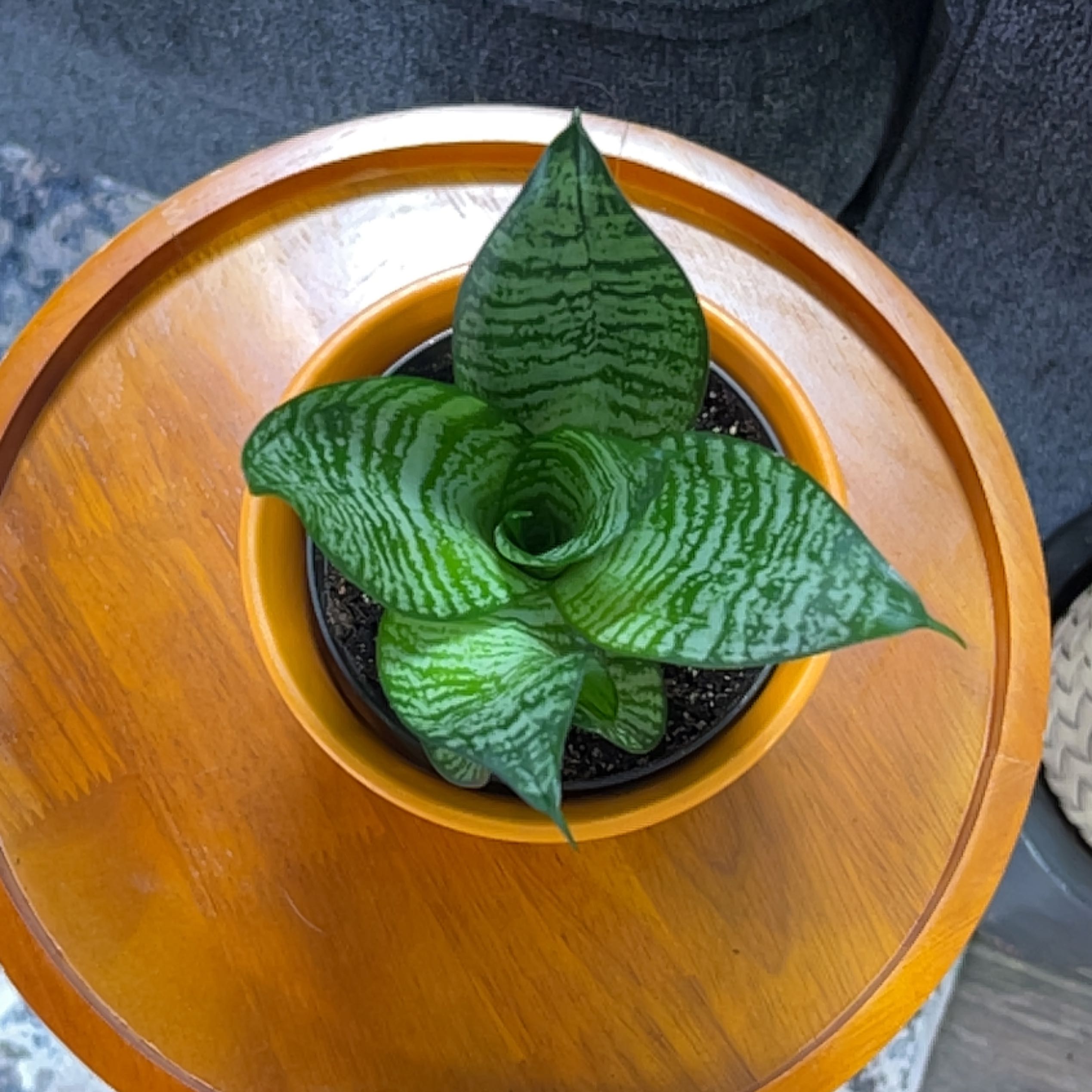 Why Are There Brown Spots on My Forest Star Snake Plant?