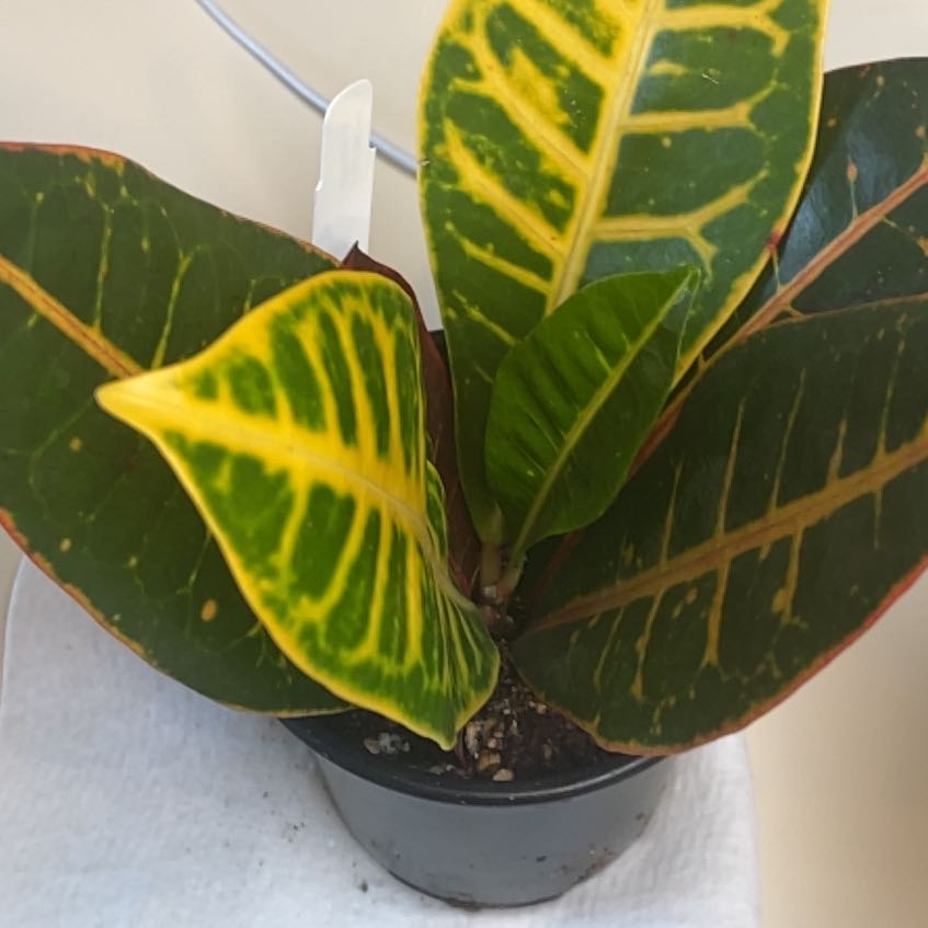 Captain Plant-it | A plant by @RealSugarvine on Greg