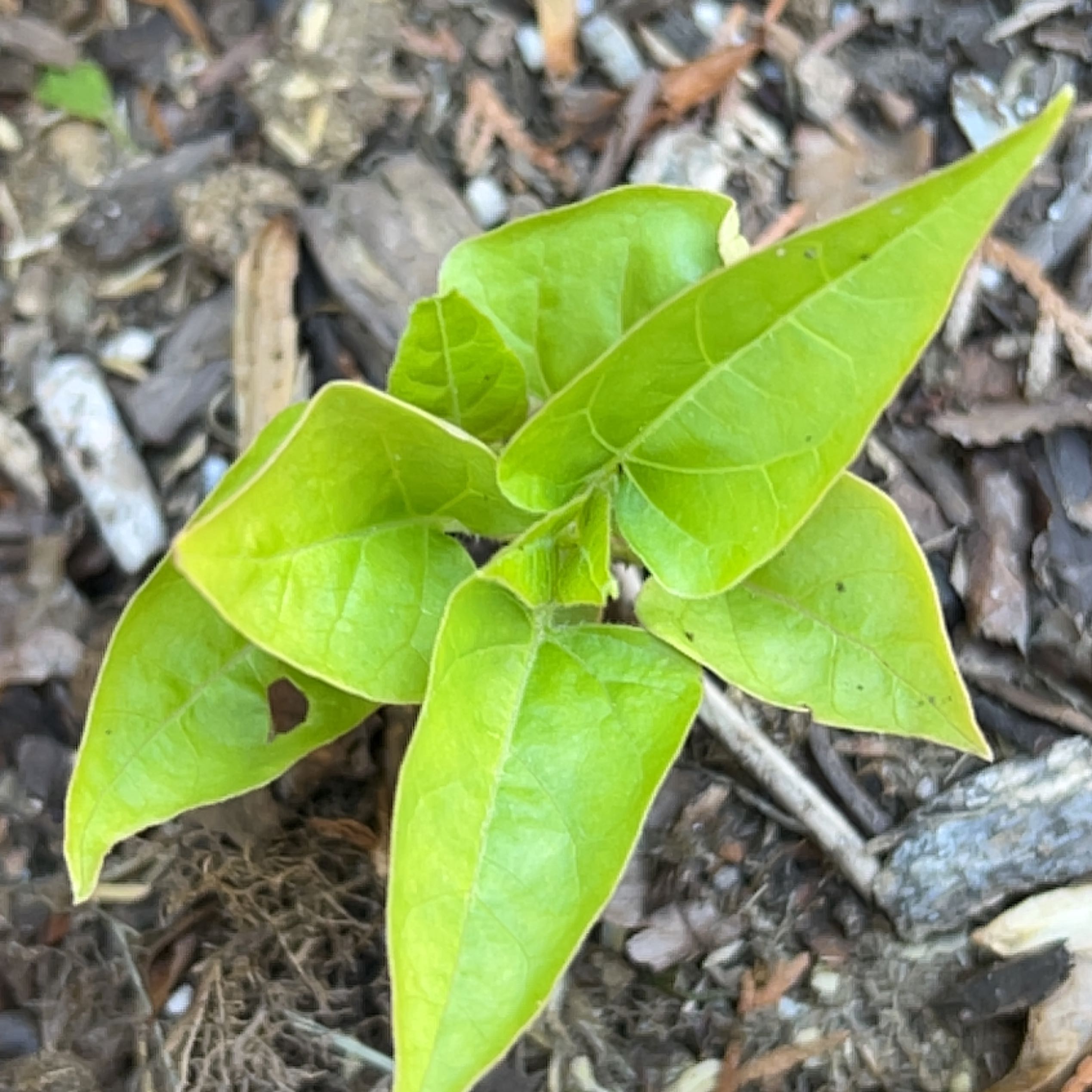 10 Benefits of Having a Camphor