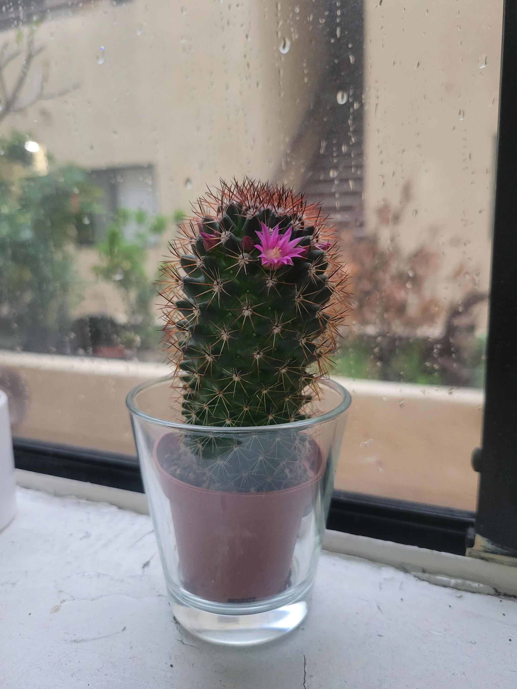 Lady Di looking extra cute