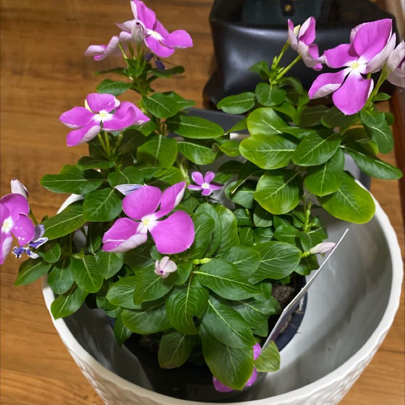 10 Advantages of Having a Bright Eyes