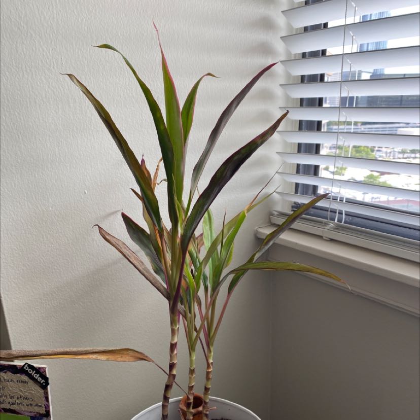 Choosing Fertilizer For My Ti Plant