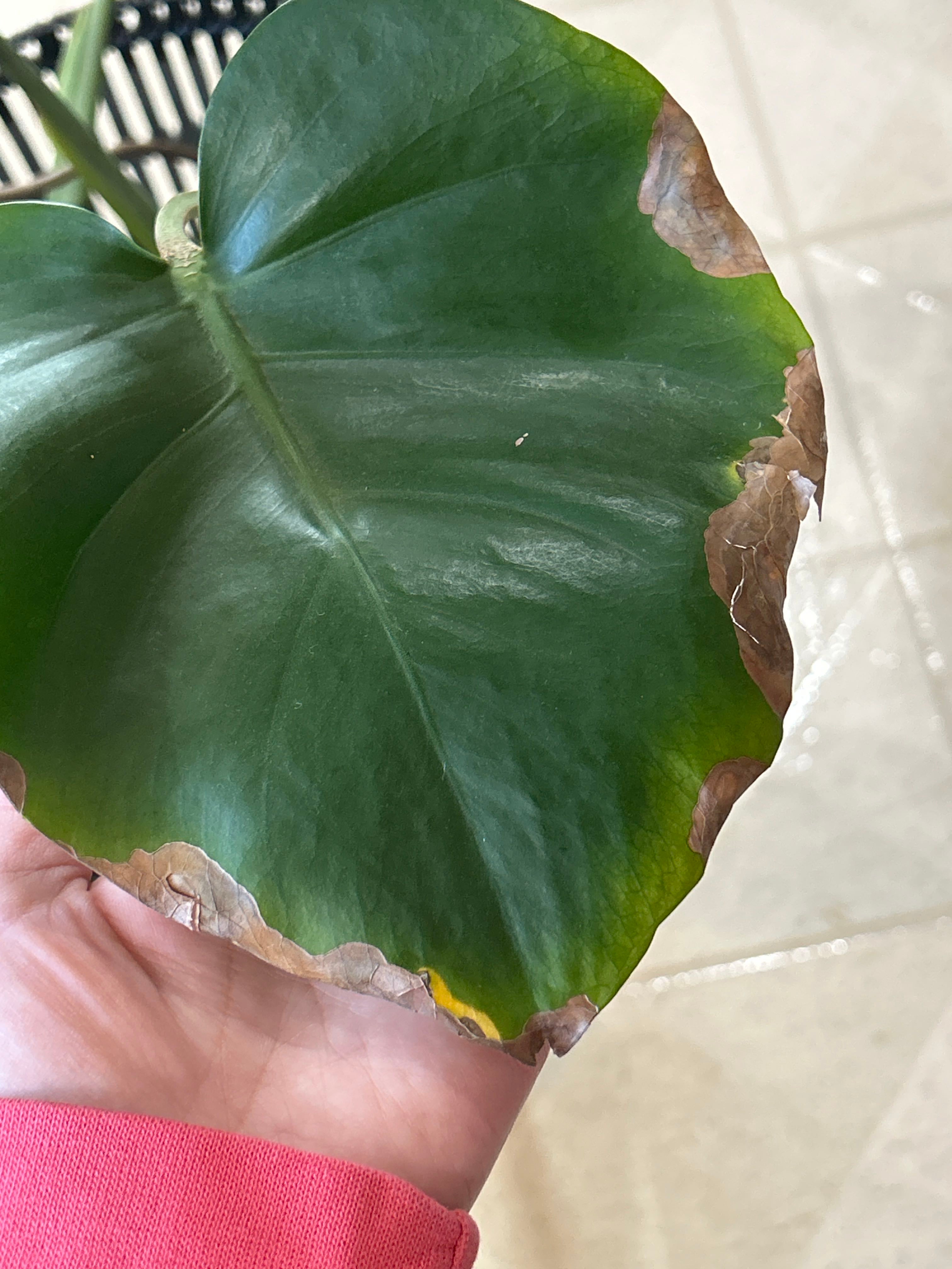 What To Do About The Bugs On My Monstera? 🐛