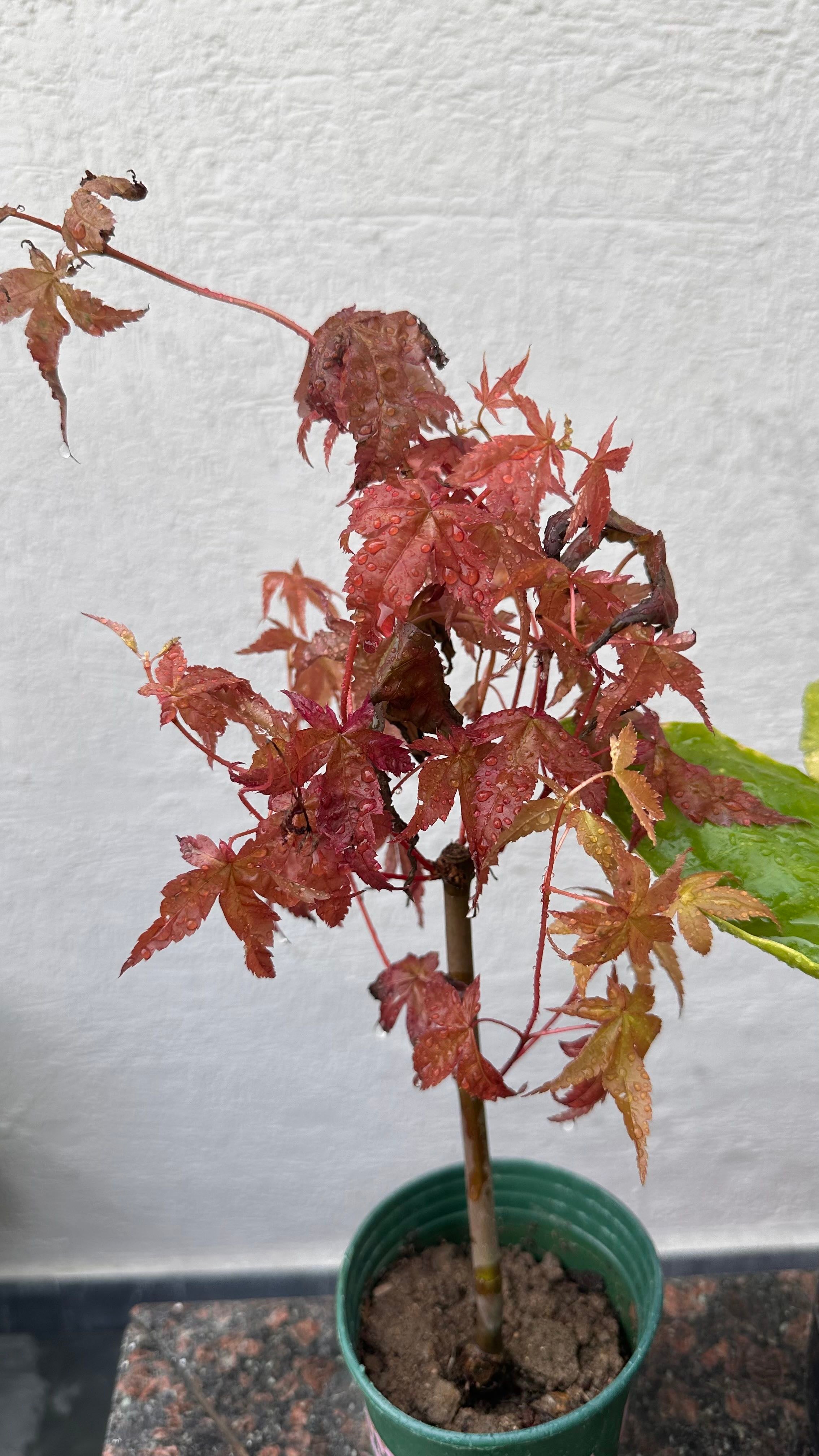The Complete October Glory Maple Plant Care Guide: Water, Light & Beyond