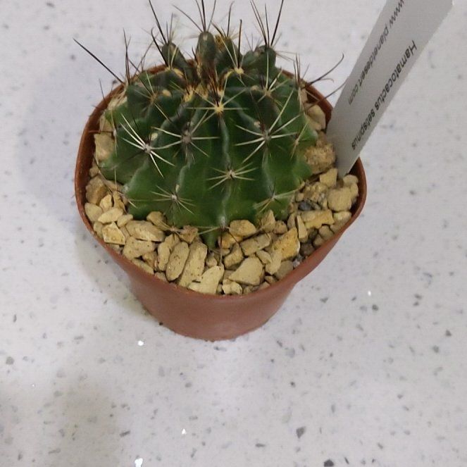 Hamatocactus setispinus Plant Care: Water, Light, Nutrients | Greg App 🌱