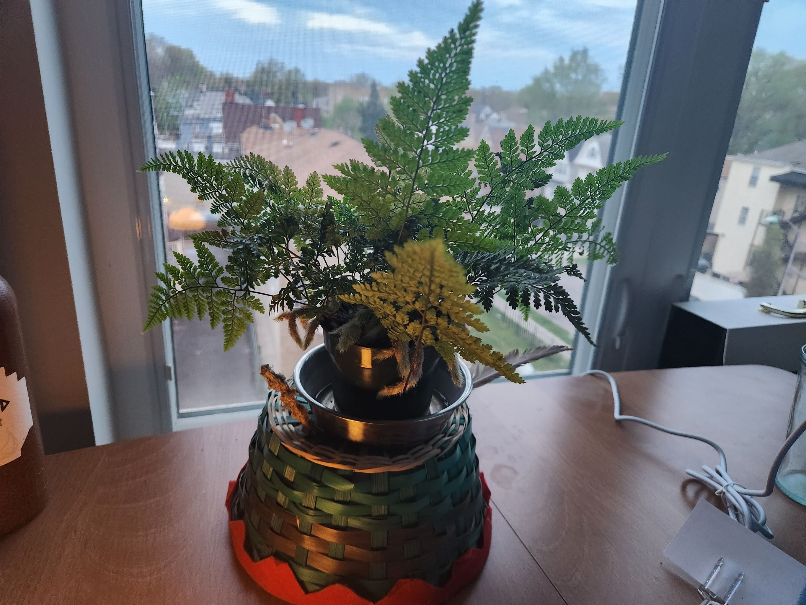 Personalized Squirrel's Foot Fern Care: Water, Light, Nutrients | Greg App