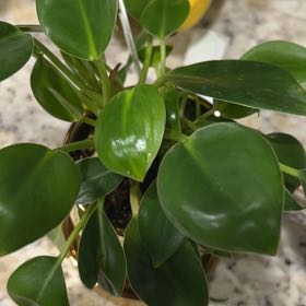 Philodendron 'Micro Congo Apple' Plant Care: Water, Light, Nutrients ...