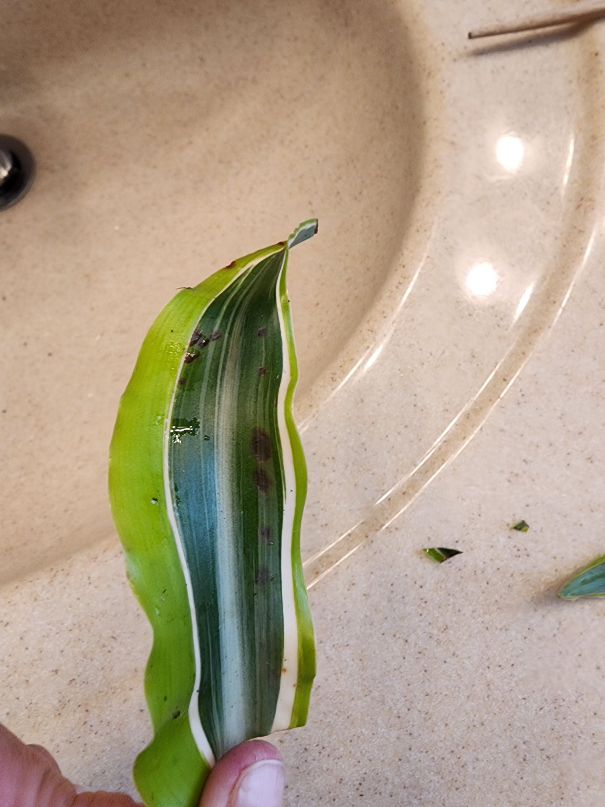Lemon Surprise Snake Plant: How Much Water & Light Does it Need to Thrive?