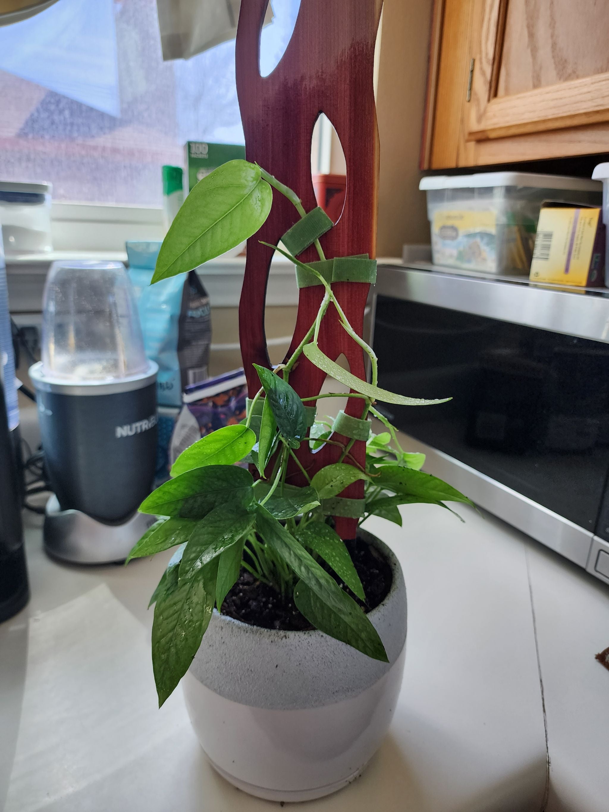 Cebu Blue Pothos: How Much Water & Light Does it Need to Thrive?