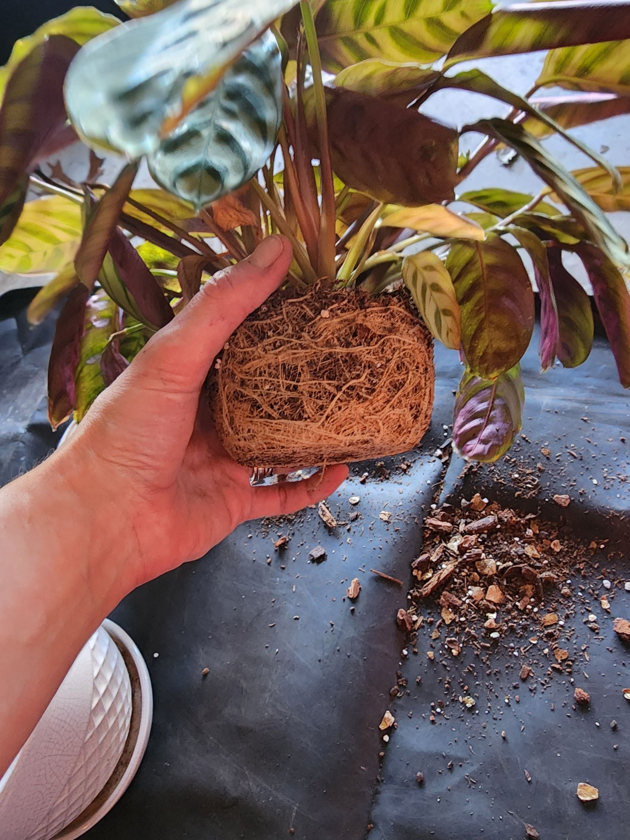 Fishbone Prayer Plant Root Rot Solutions