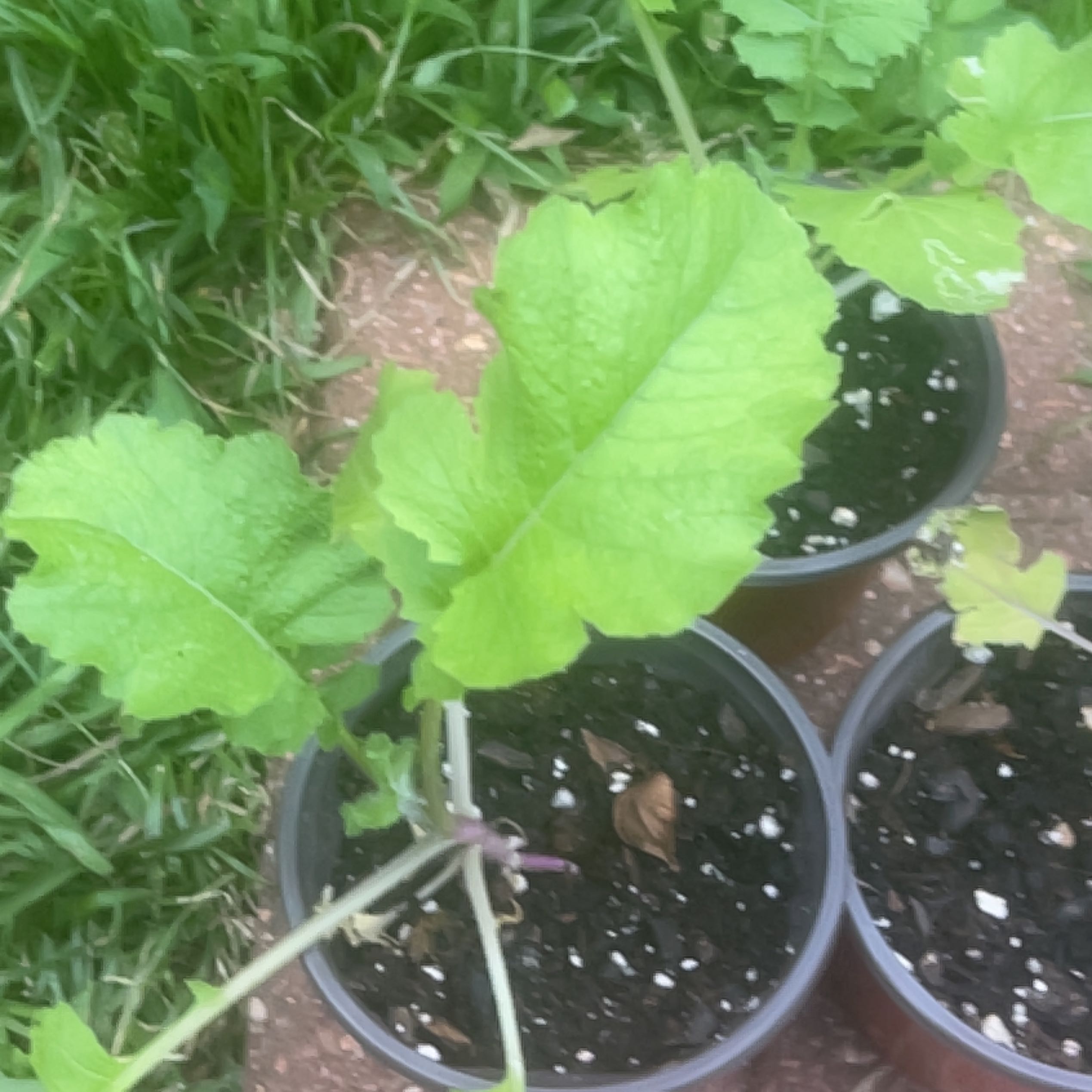 Prairie Turnip Plant Care: Water, Light, Nutrients | Greg App 🌱